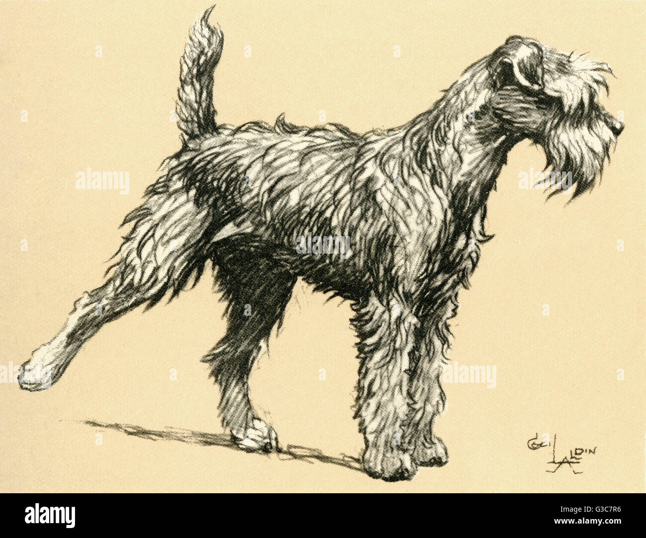 Blue Irish Terrier