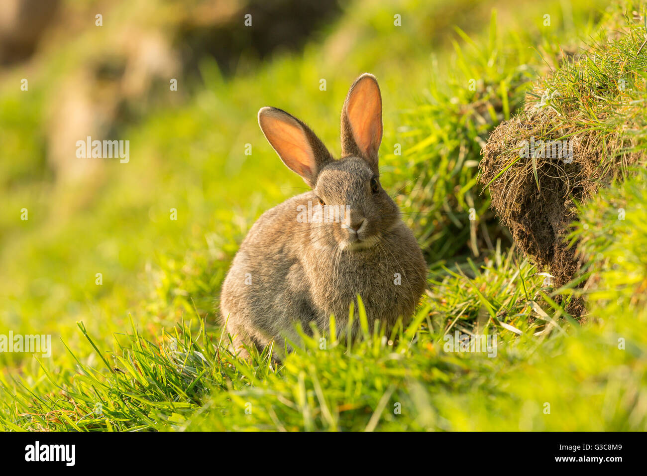 Young rabbit in Swaledale Yorkshire UK Stock Photo - Alamy