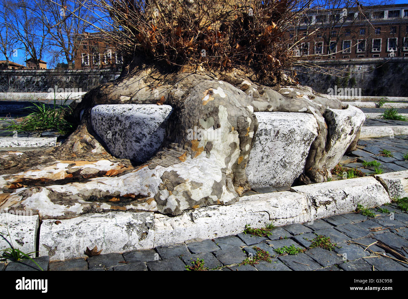 Tree roots causing damage hi-res stock photography and images - Alamy