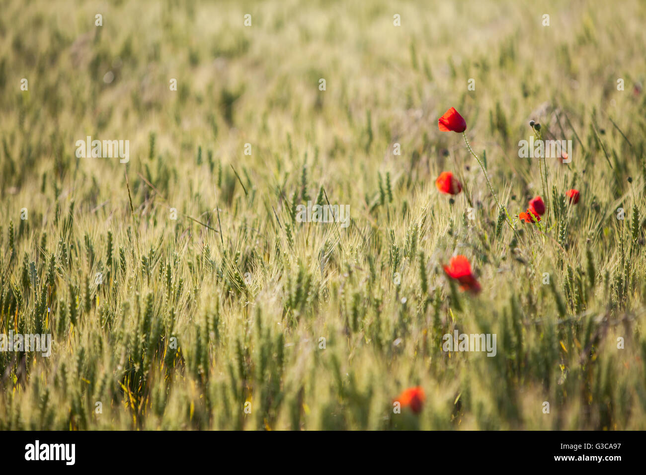 Color image of a wheat field with poppy flowers Stock Photo - Alamy