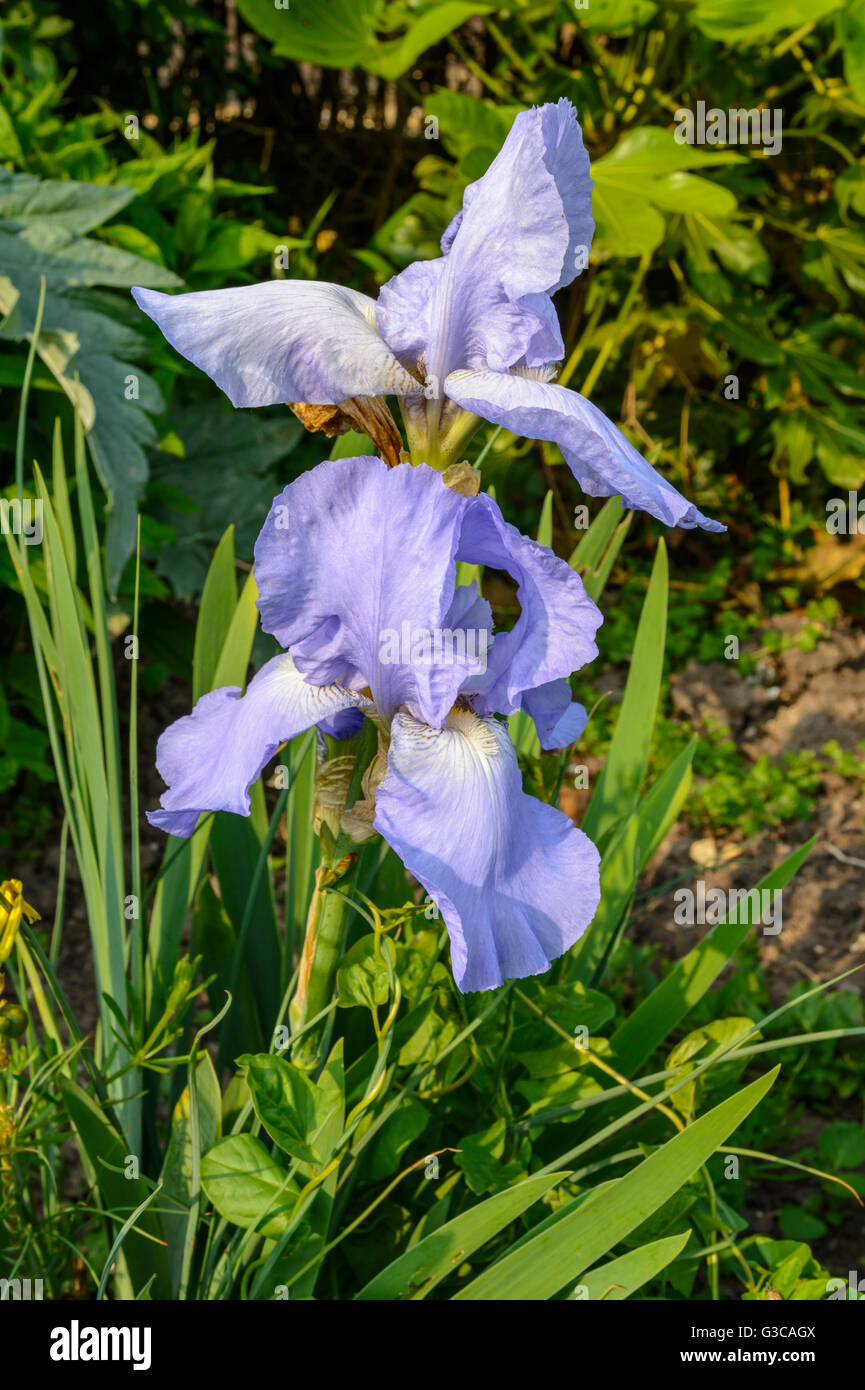 Violet iris hi-res stock photography and images - Alamy
