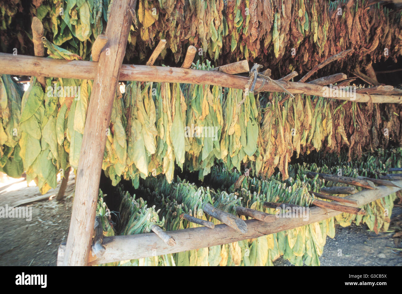 Cuba, drying tobacco leaves, Pinar del Rio, Vuelta Abajo Stock Photo ...