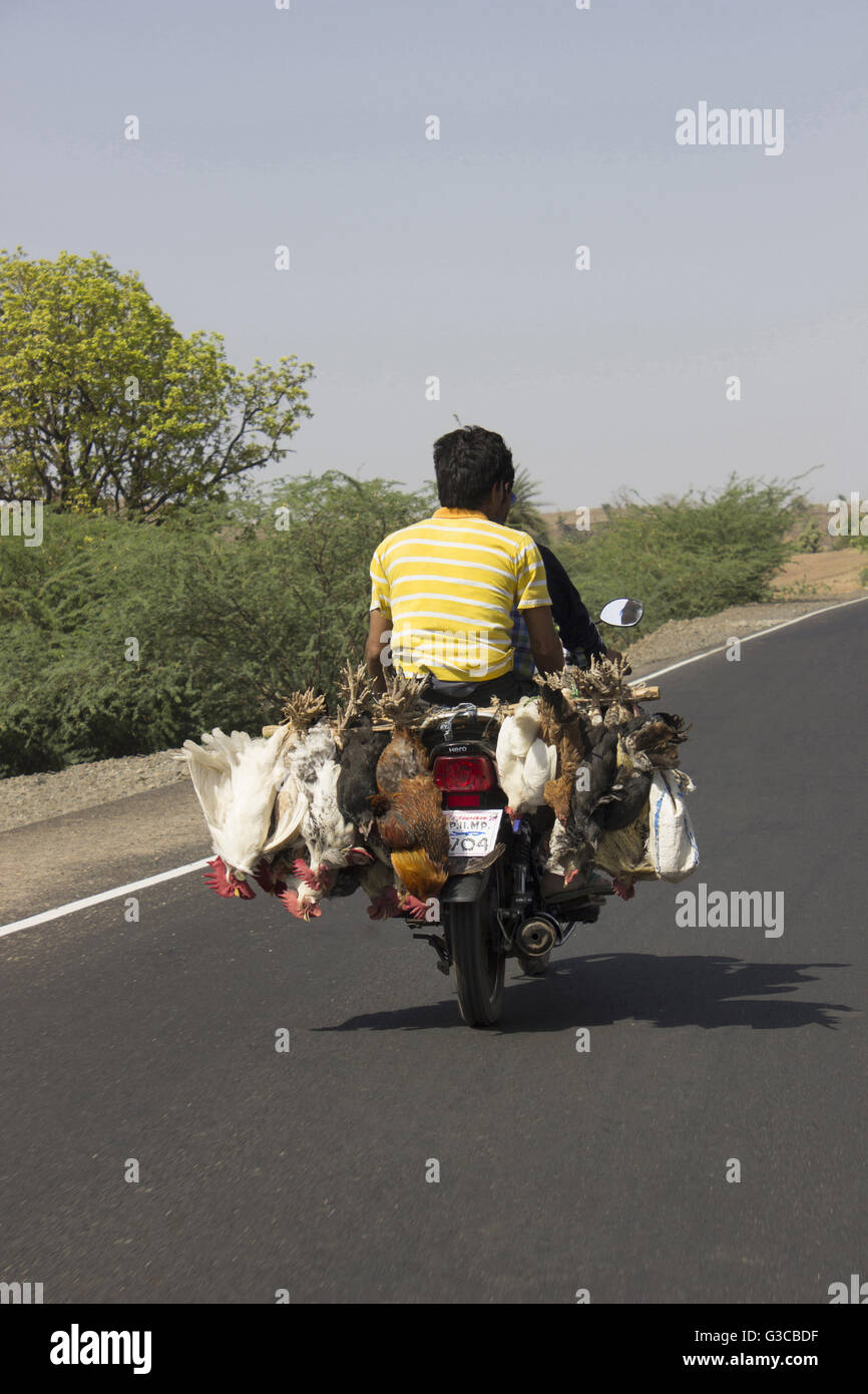 Chicken being transported on motorcycle. Baroda, Gujarat, India Stock ...