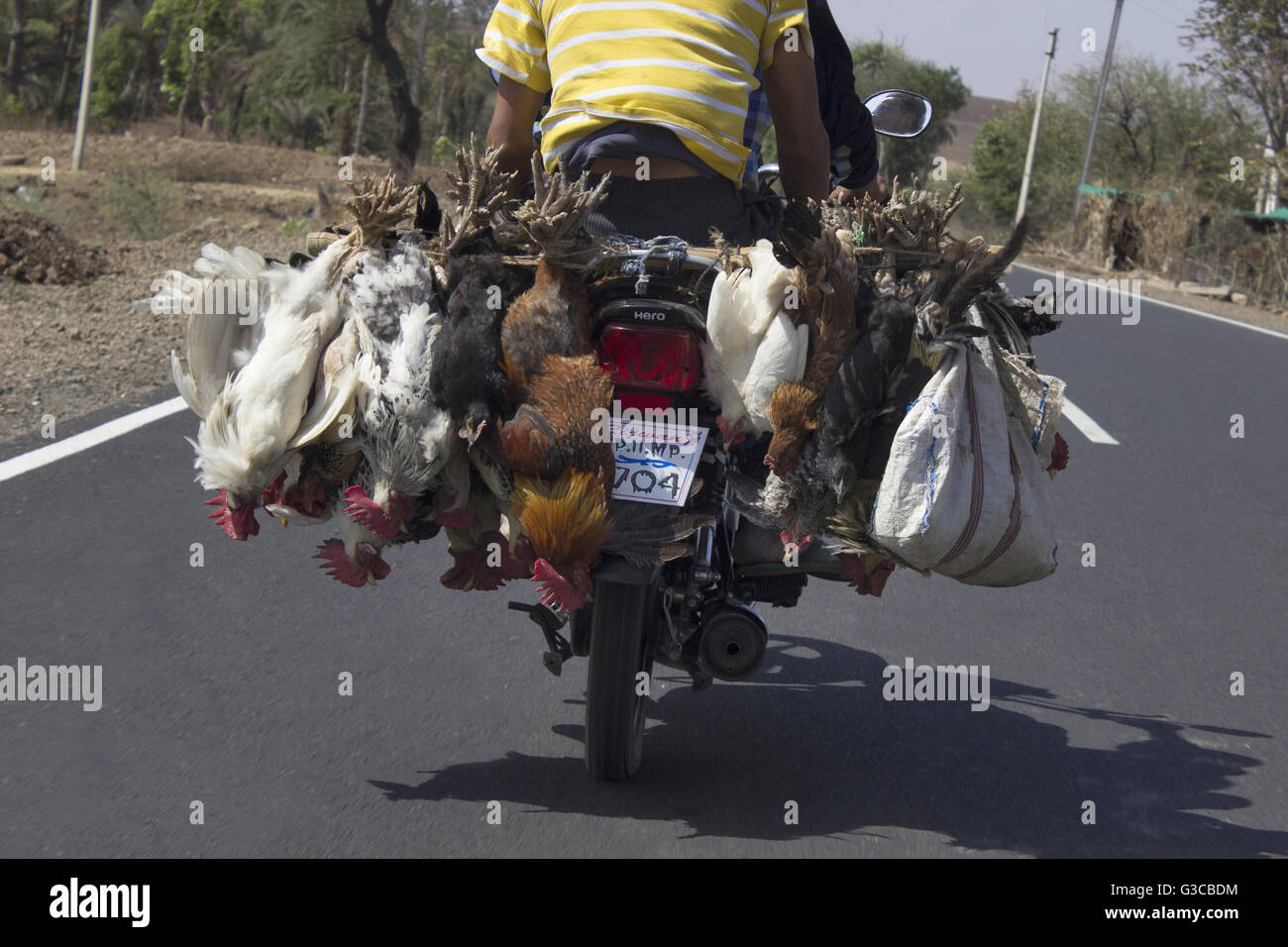 Poultry farmer india hi-res stock photography and images - Alamy