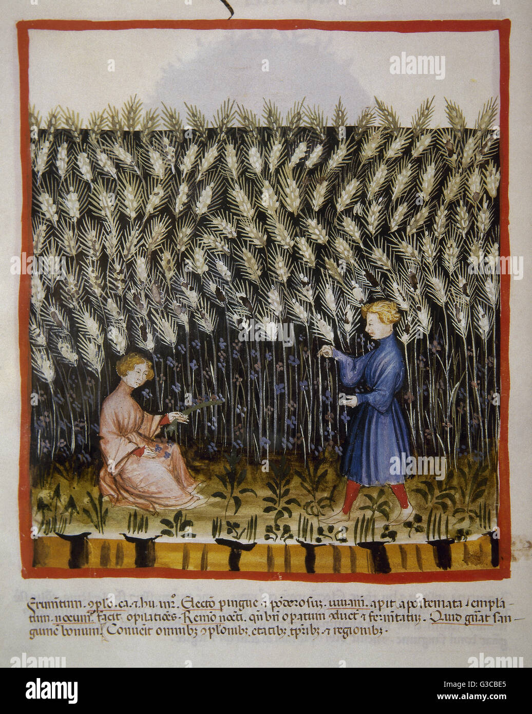 Tacuinum sanitatis 14th century medieval hi-res stock photography and ...