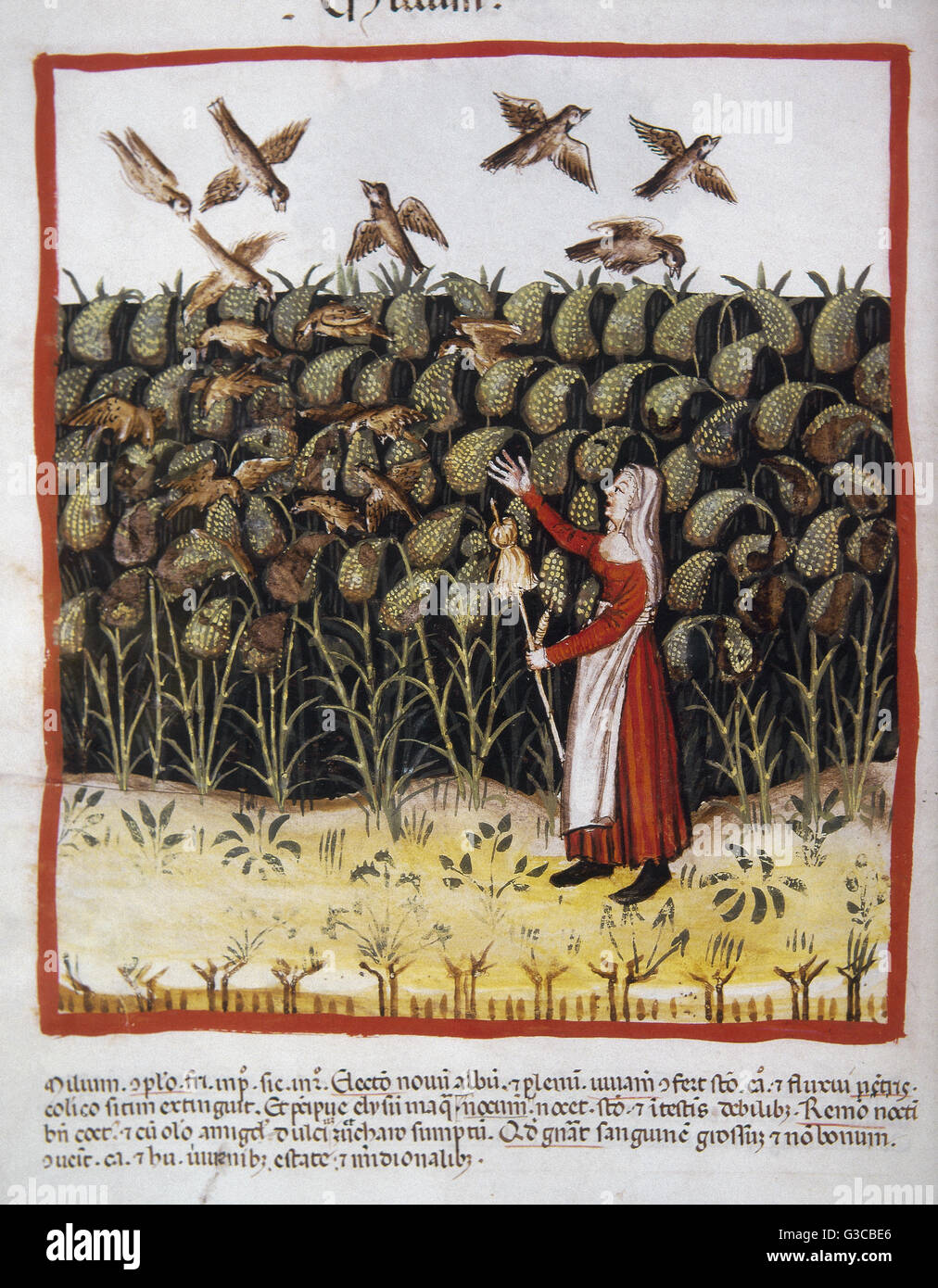 Tacuinum Sanitatis. 14th century. Medieval handbook of health. Corn ...