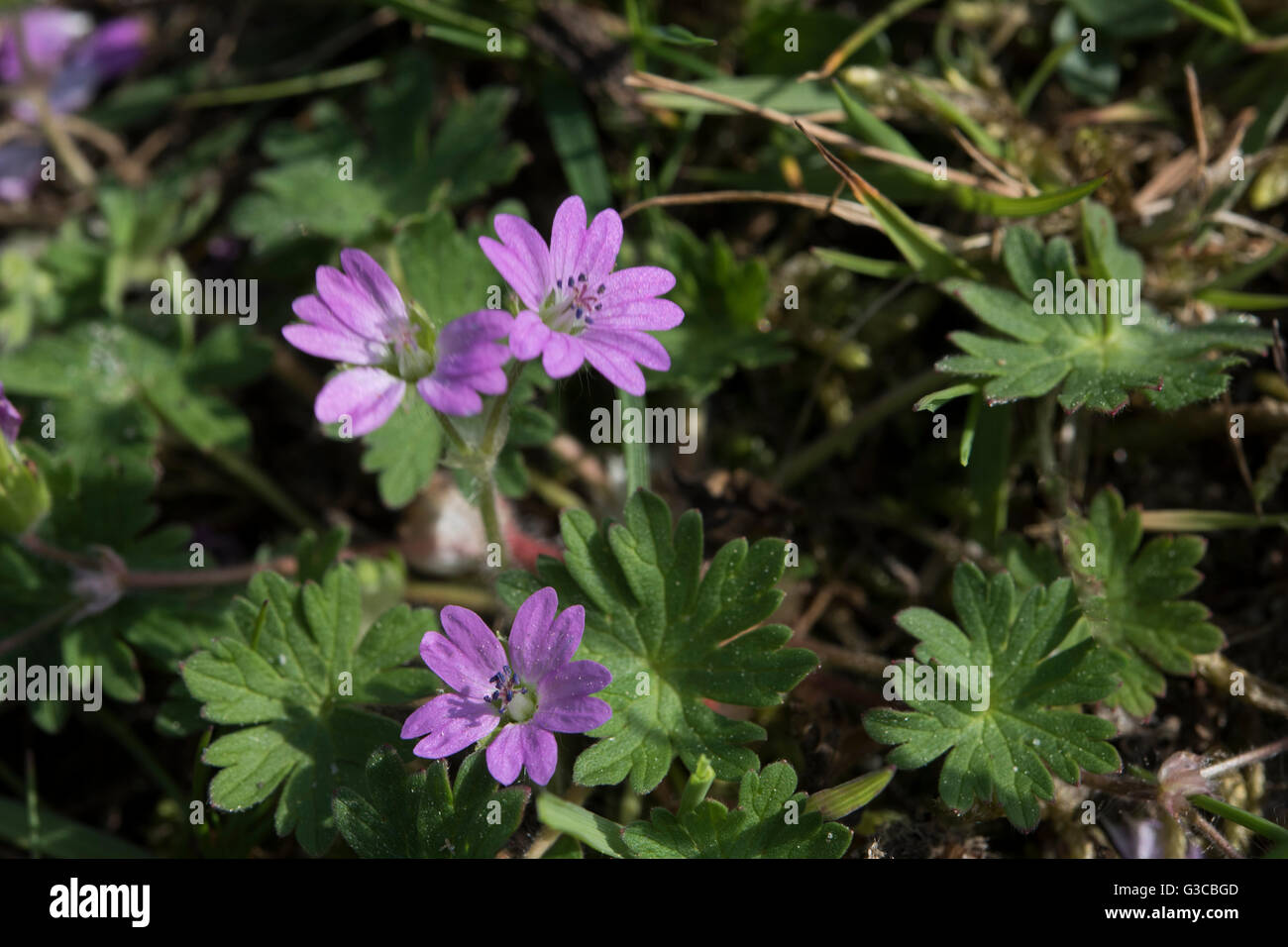 Geranium molle, Dove's-foot Crane's-bill, Growing in a hedgerow in ...