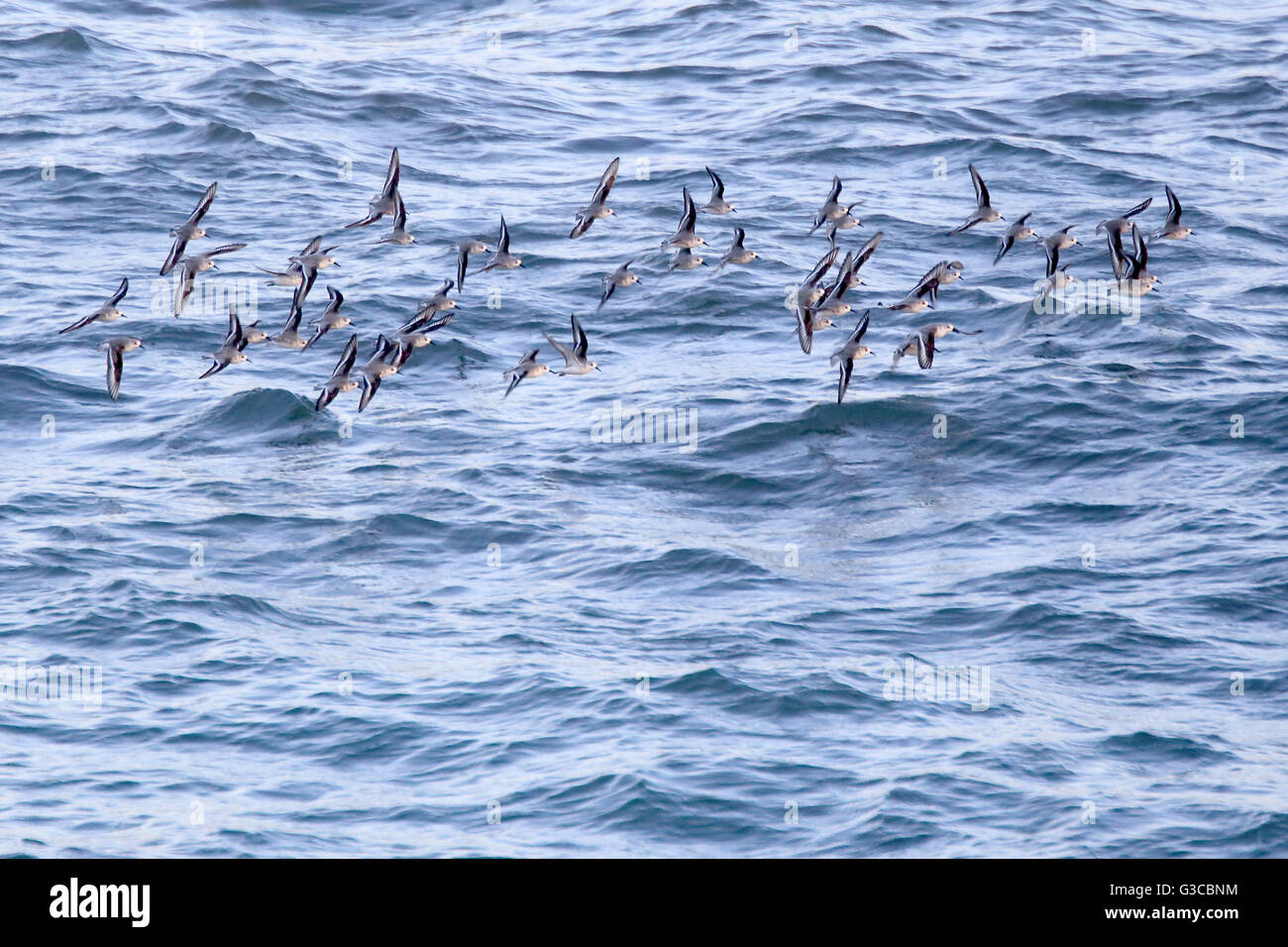Flock of Sanderling (Calidris alba) in flight over the sea, Penzance ...