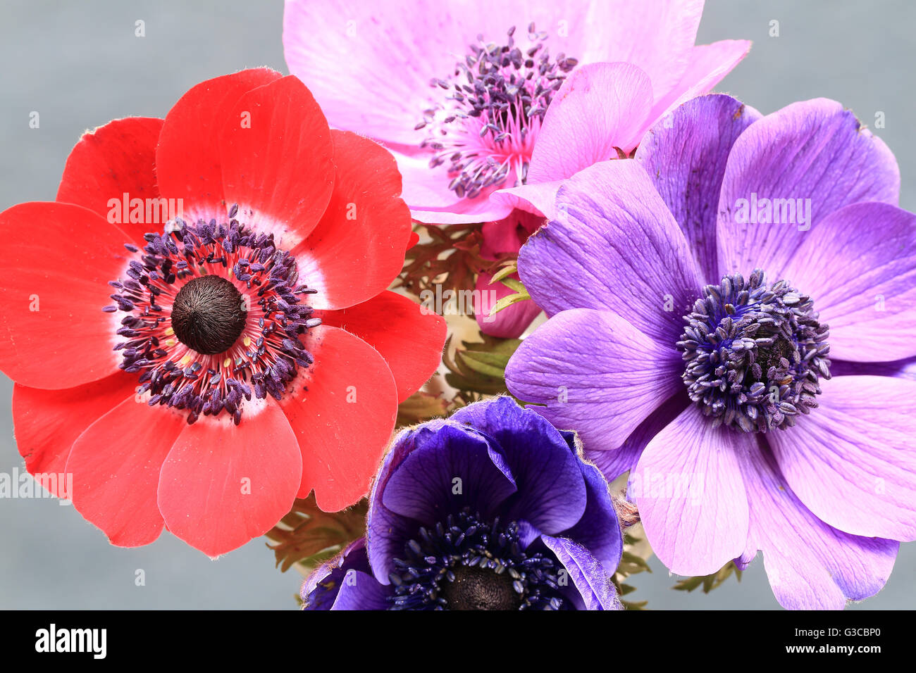 Mixed Anemone flowers Stock Photo - Alamy