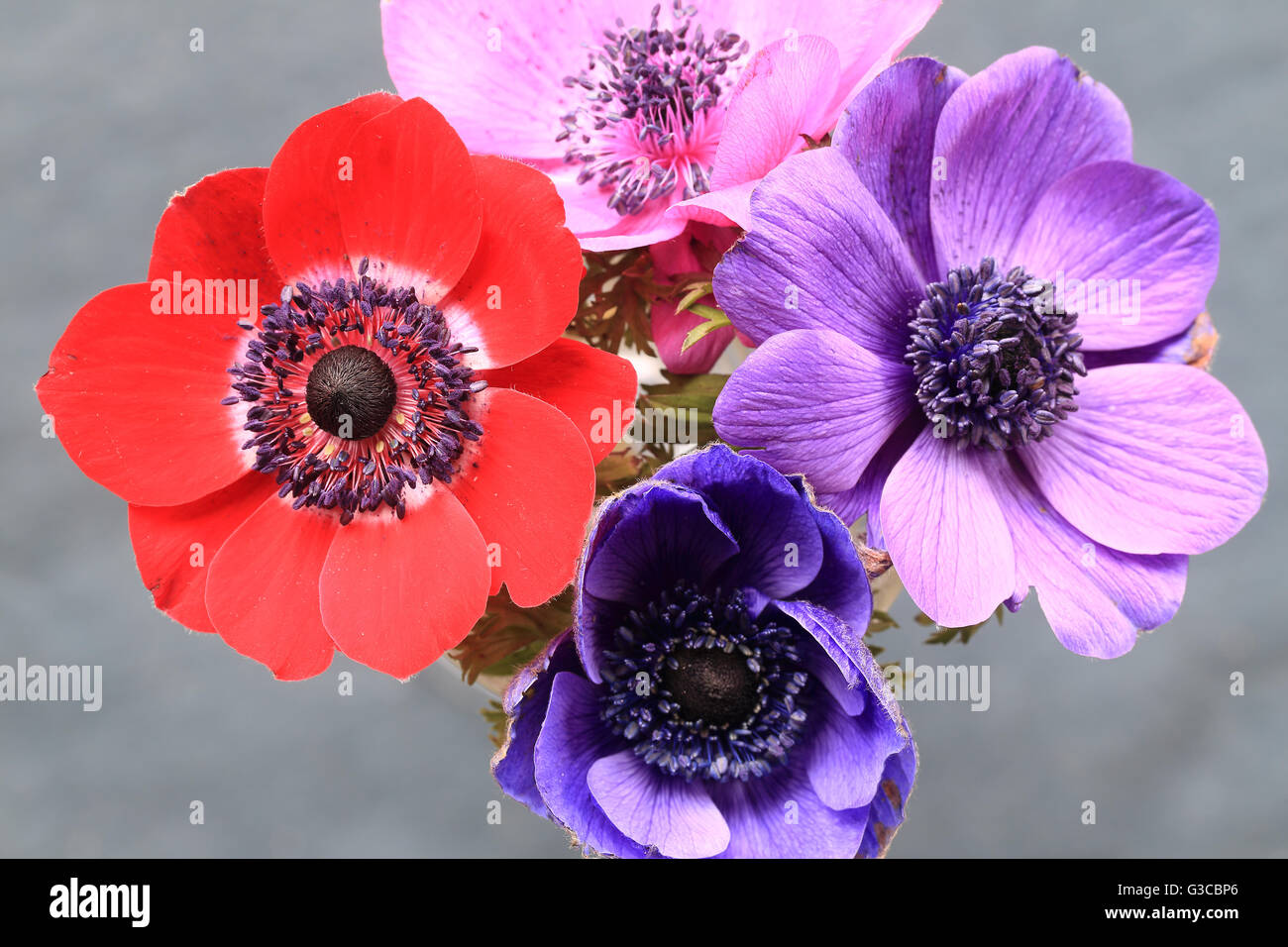 Mixed Anemone flowers Stock Photo - Alamy