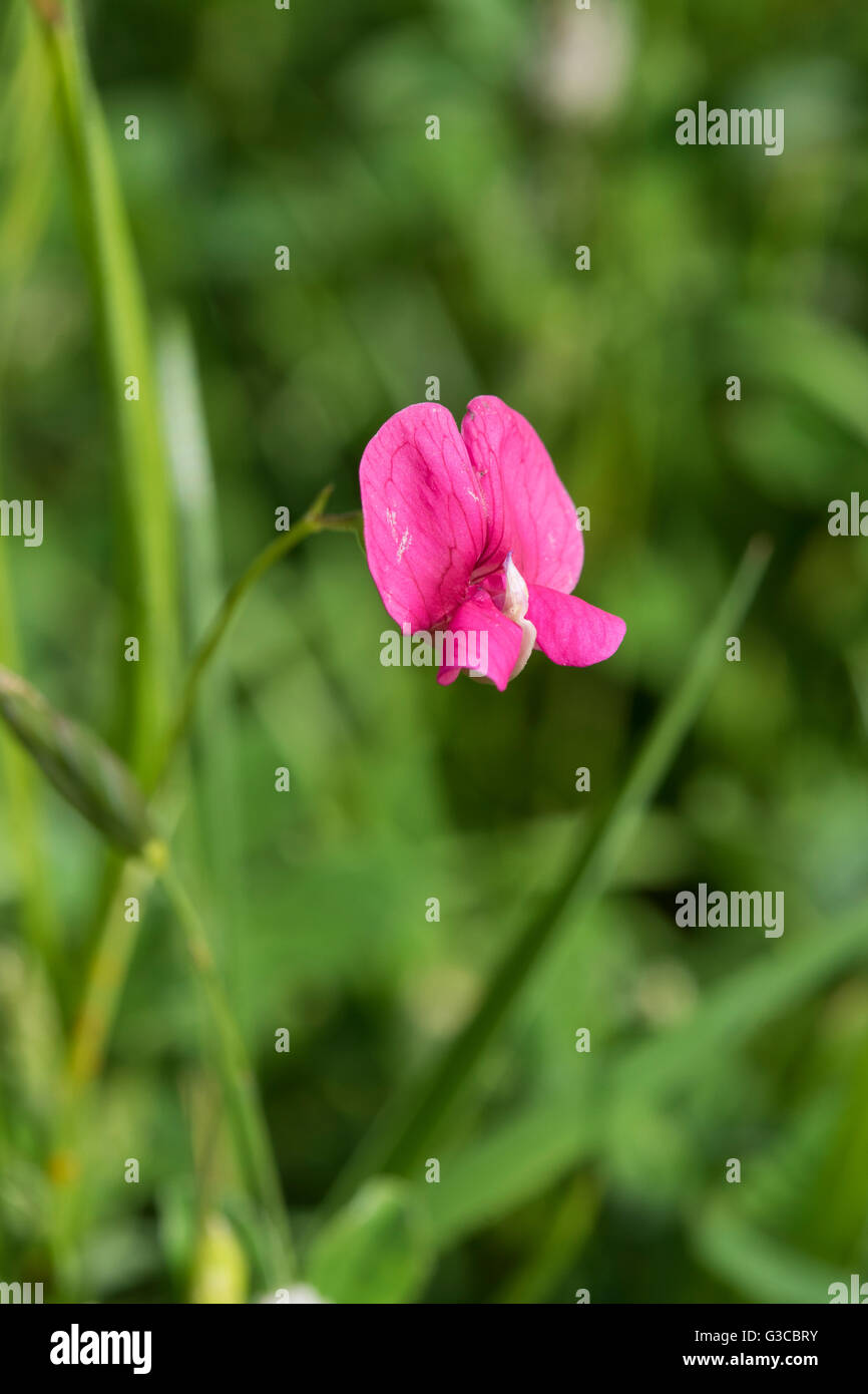 Grass Vetchling, Lathyrus nissolia, growing in grasslands, Surrey, UK ...