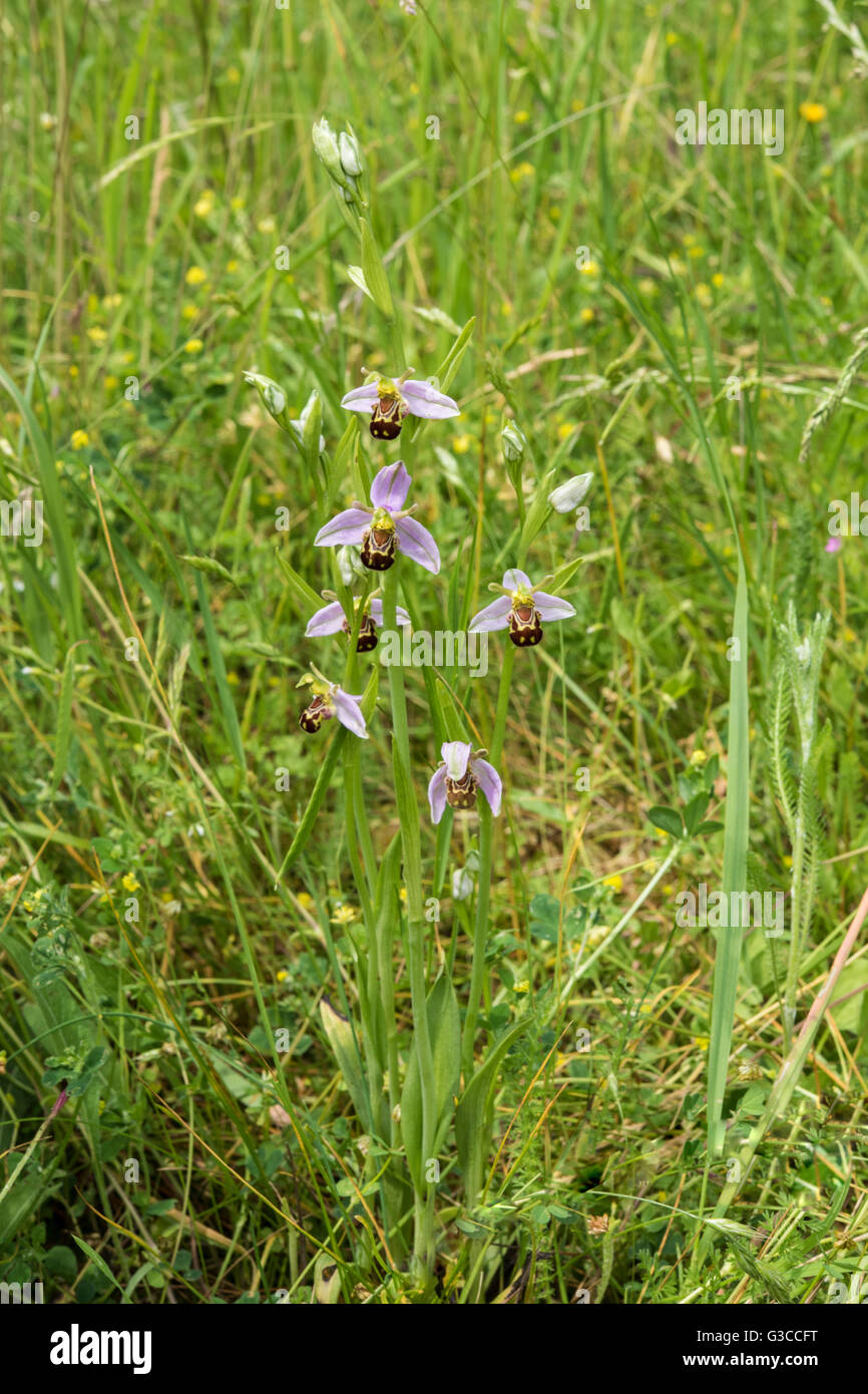 Ophrys genus hi-res stock photography and images - Alamy