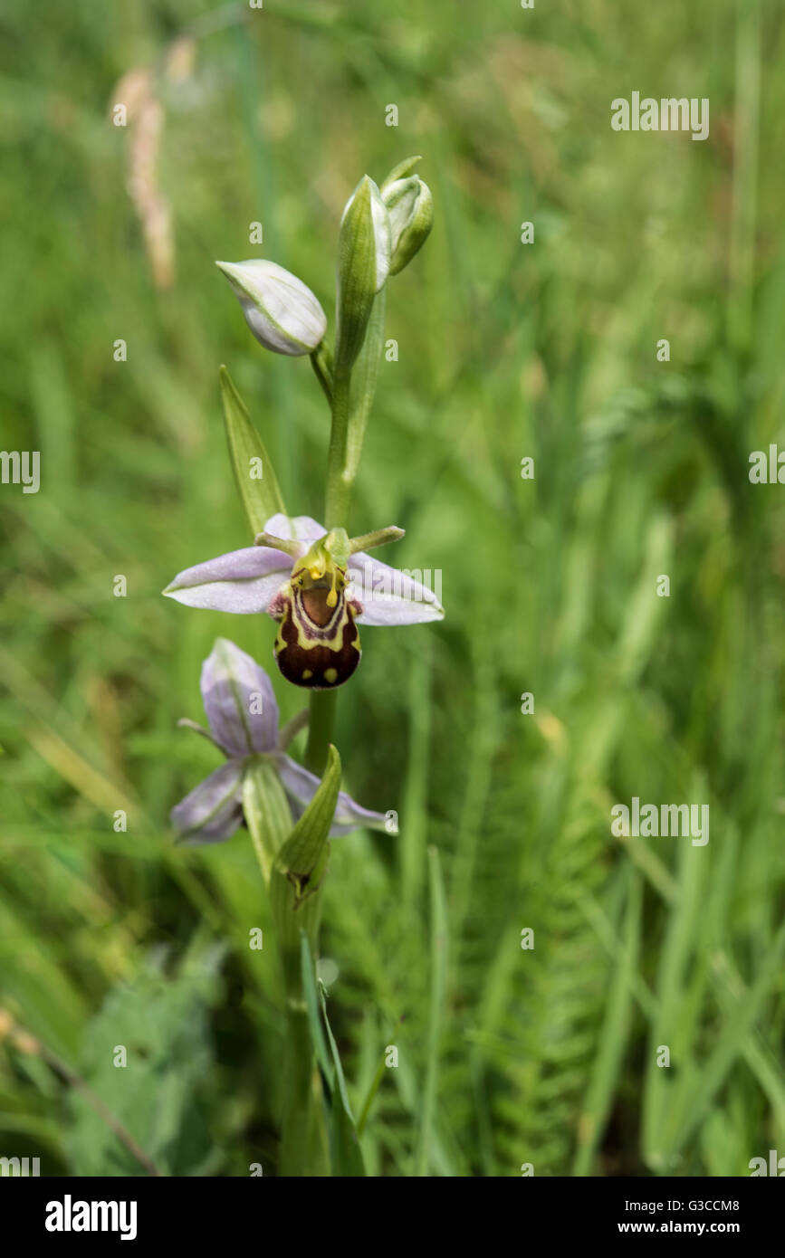 Ophrys genus hi-res stock photography and images - Alamy