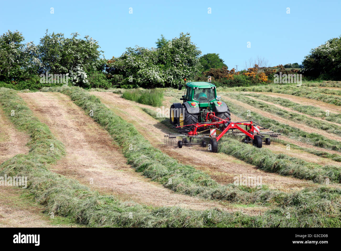 Field of grass cut and being turned to make hay Stock Photo - Alamy
