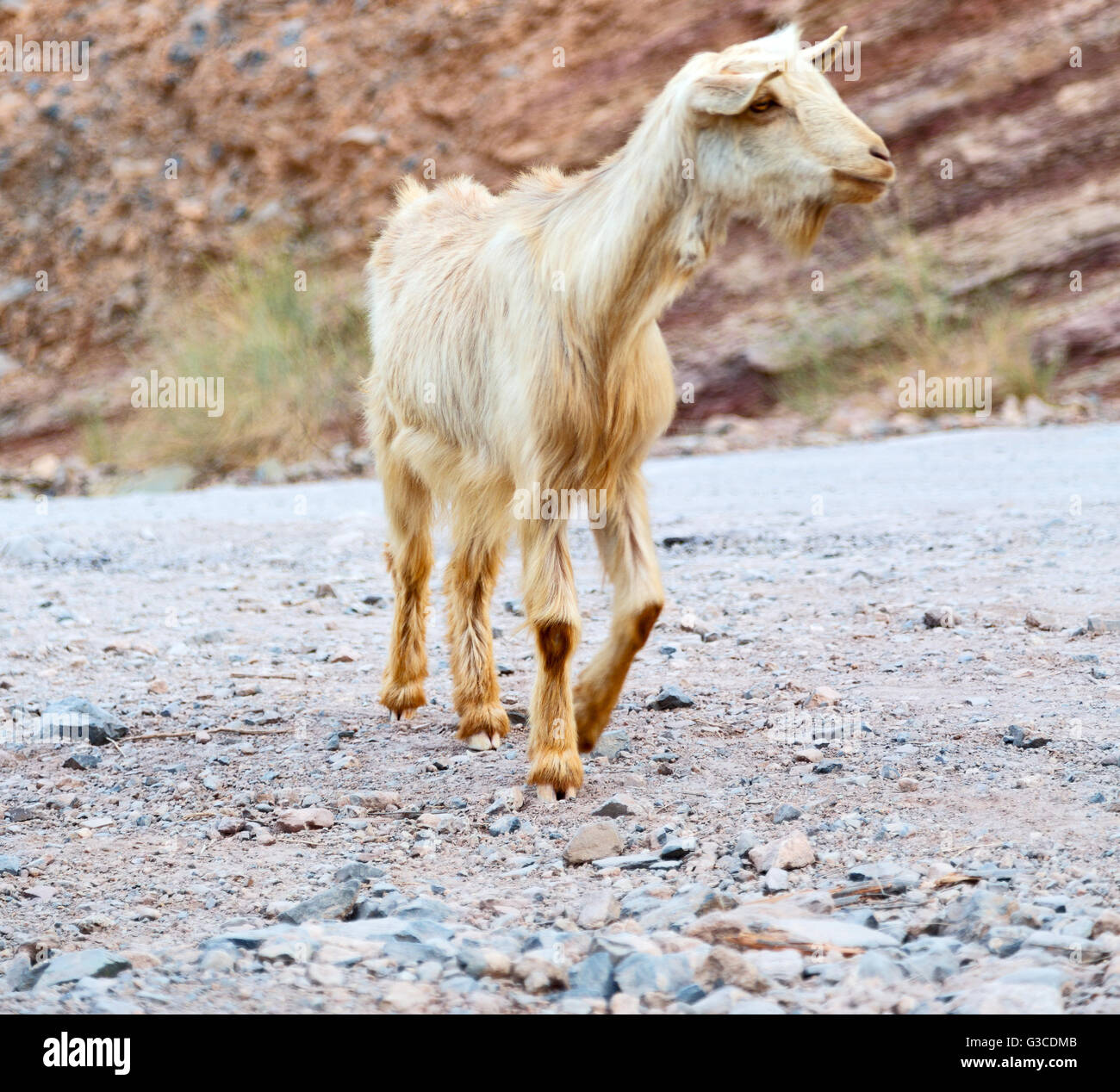 near the rock and bush in oman goat alone Stock Photo - Alamy