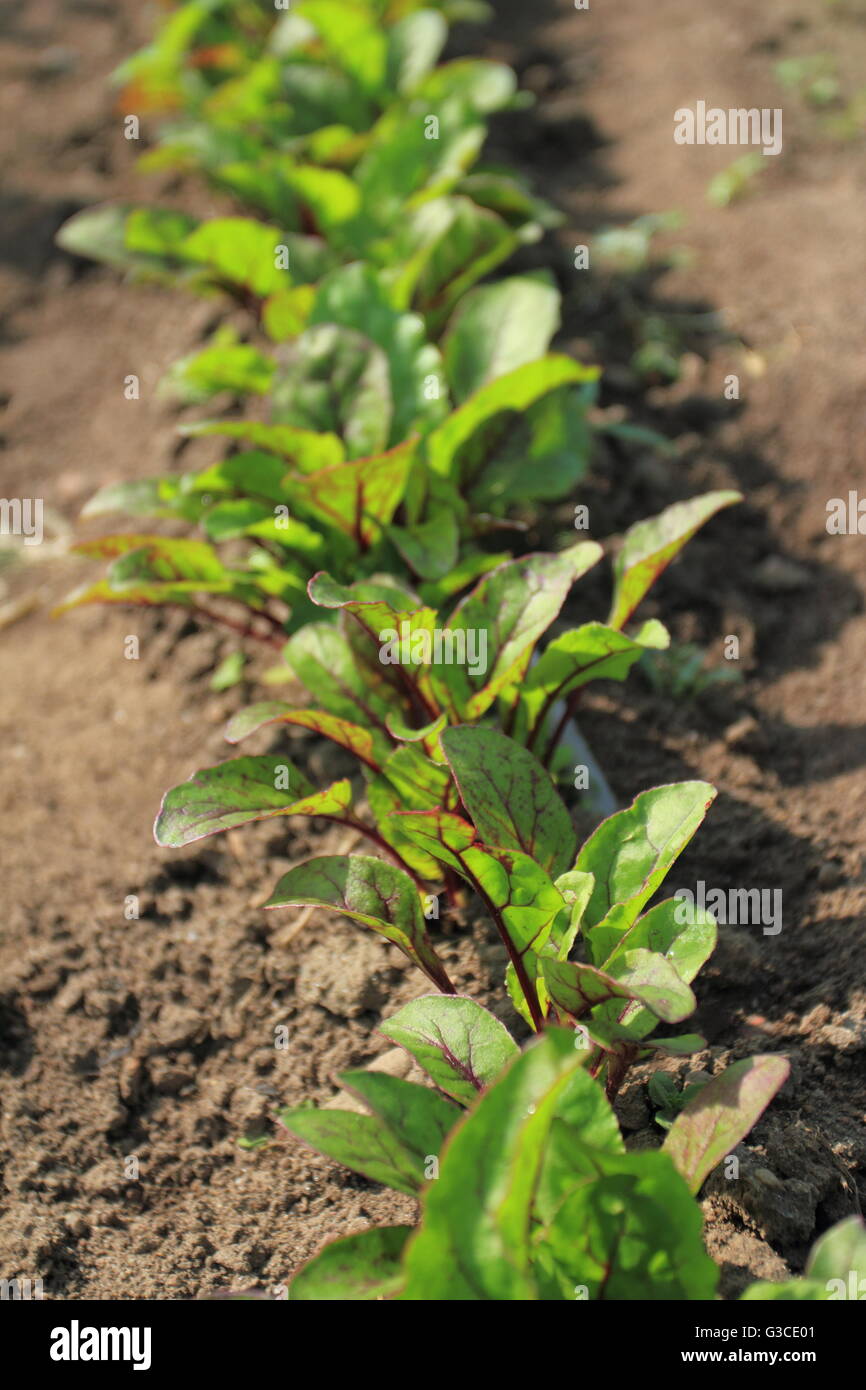 Beetroot head hi-res stock photography and images - Alamy