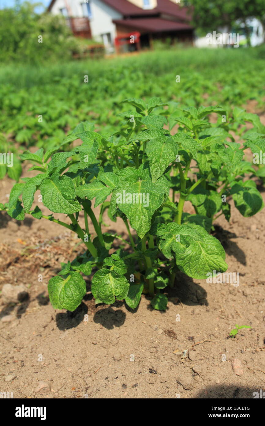 Potato plant. Field with potato plantation Stock Photo - Alamy