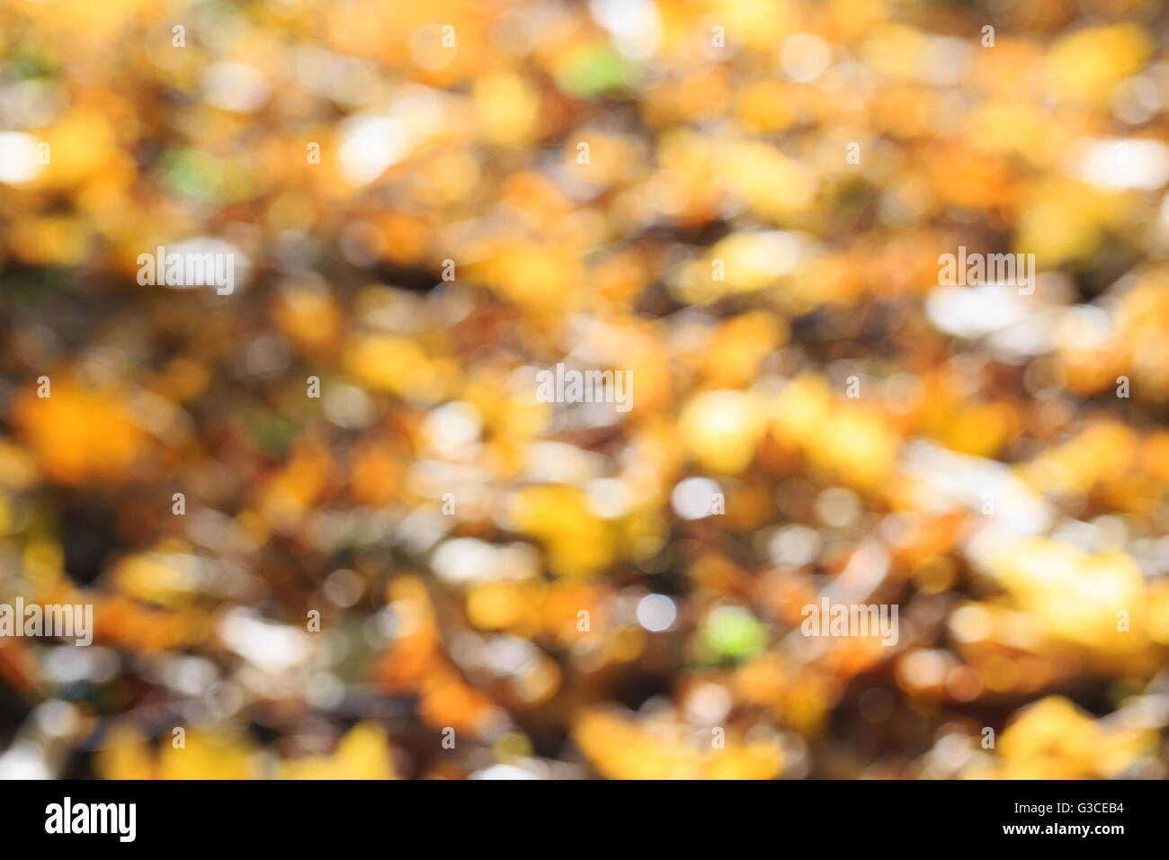 Autumn blur hi-res stock photography and images - Alamy