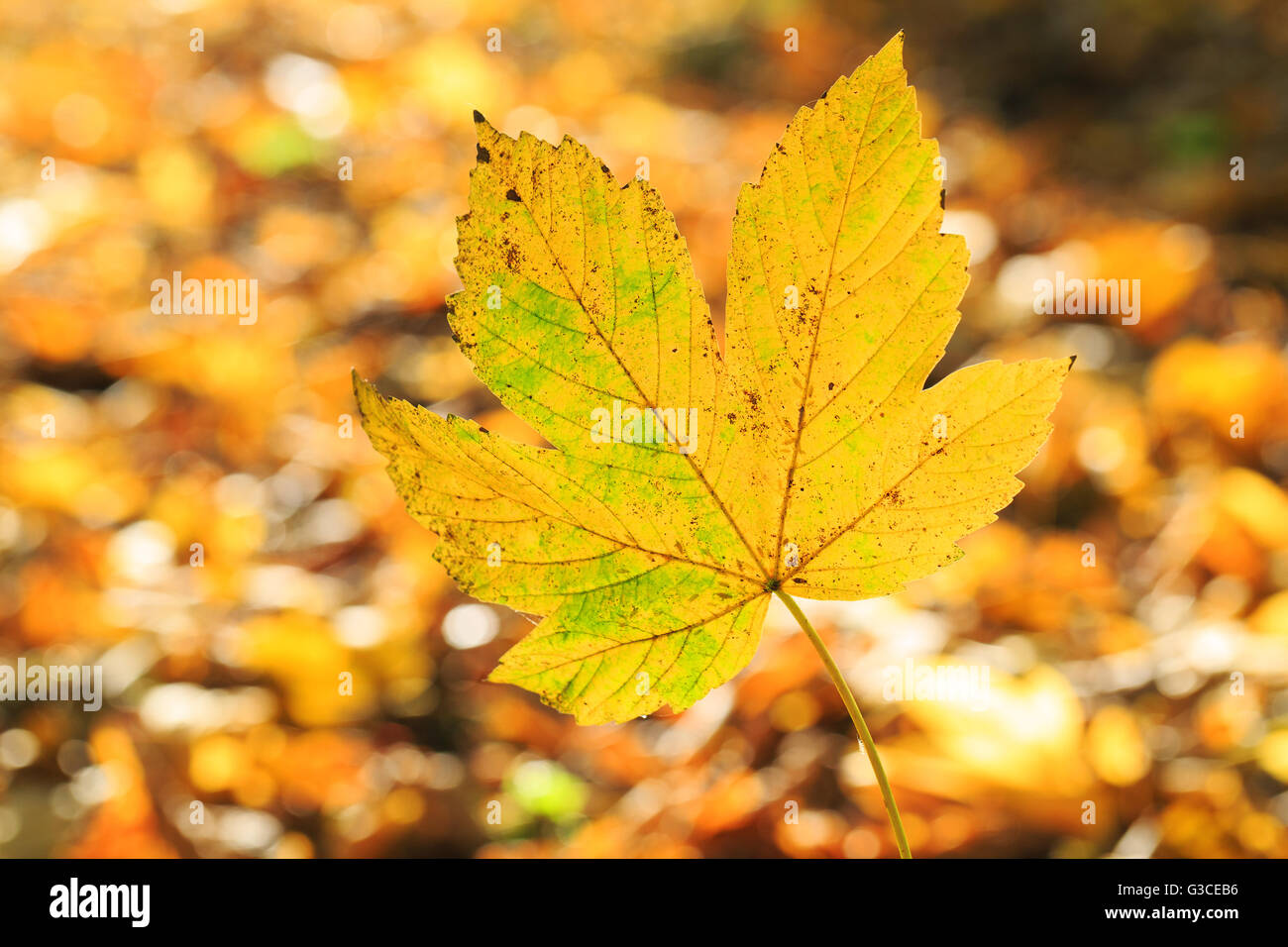 September leaf hi-res stock photography and images - Alamy