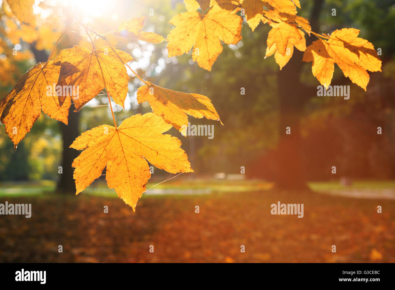 Autumn leaves in the sunshine Stock Photo - Alamy