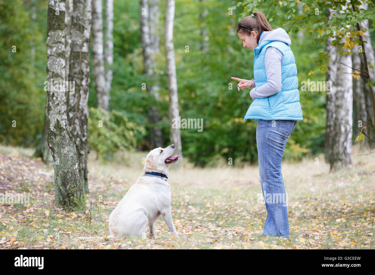 Beautiful woman training dog breed labrador retriever Stock Photo - Alamy