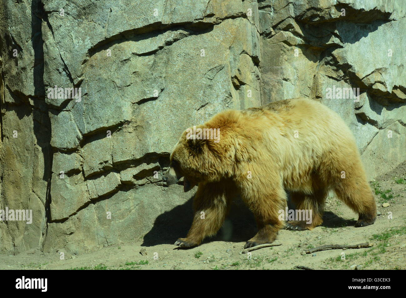 Russian Grizzly Bear in the outdoors Stock Photo - Alamy