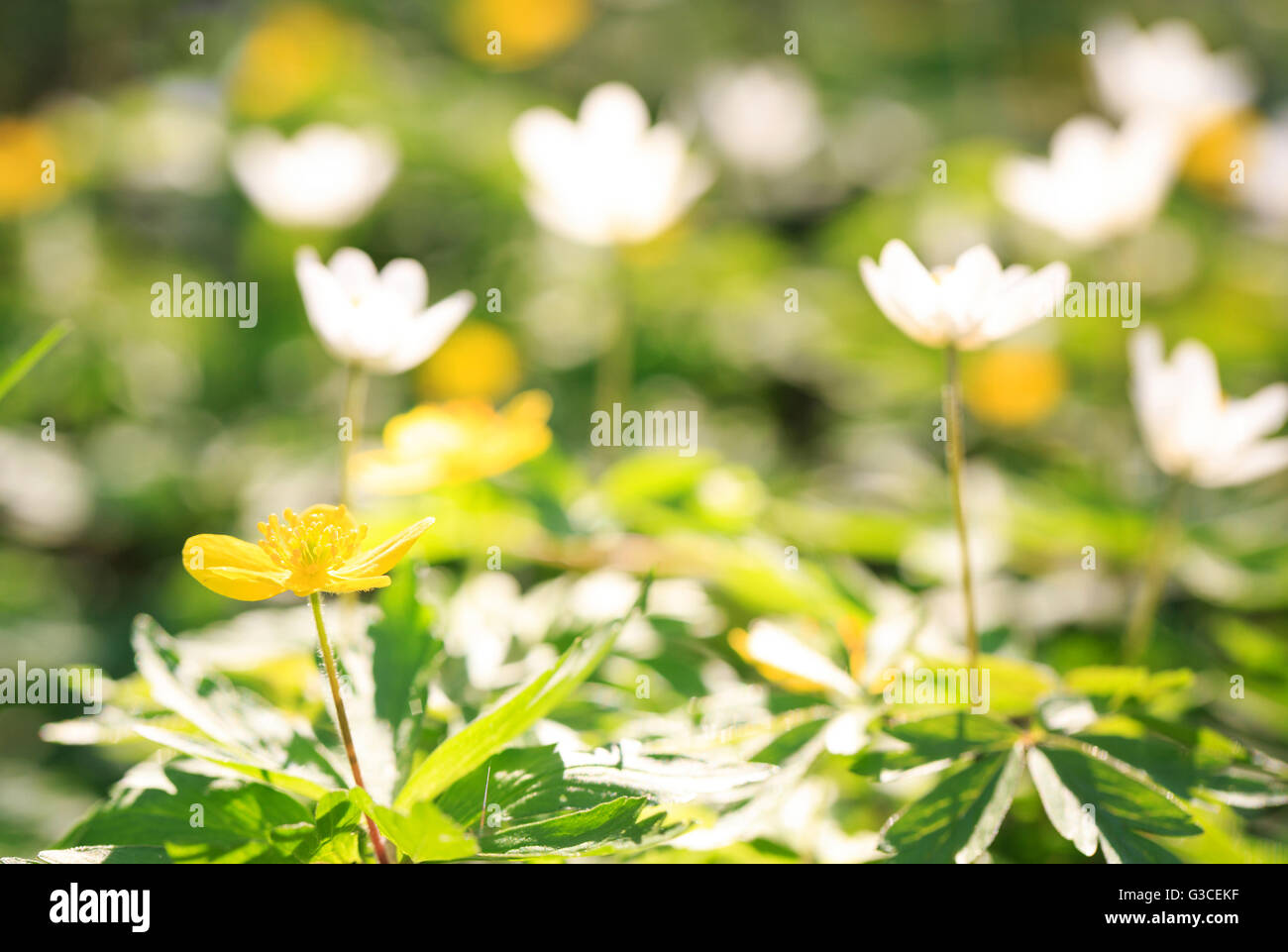 Spring flowers,floral background Stock Photo - Alamy