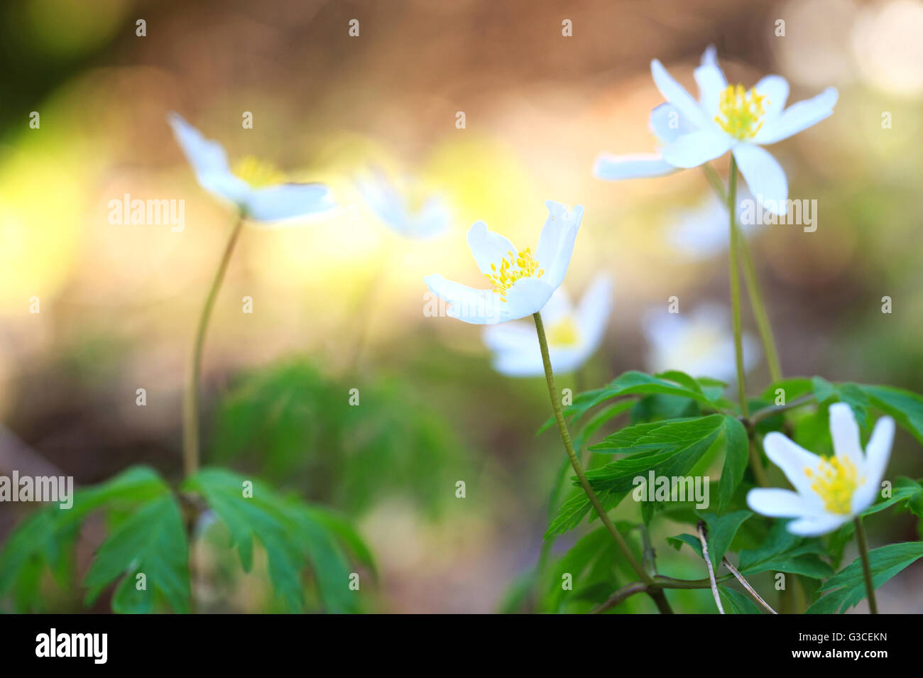Spring flowers,floral background Stock Photo - Alamy