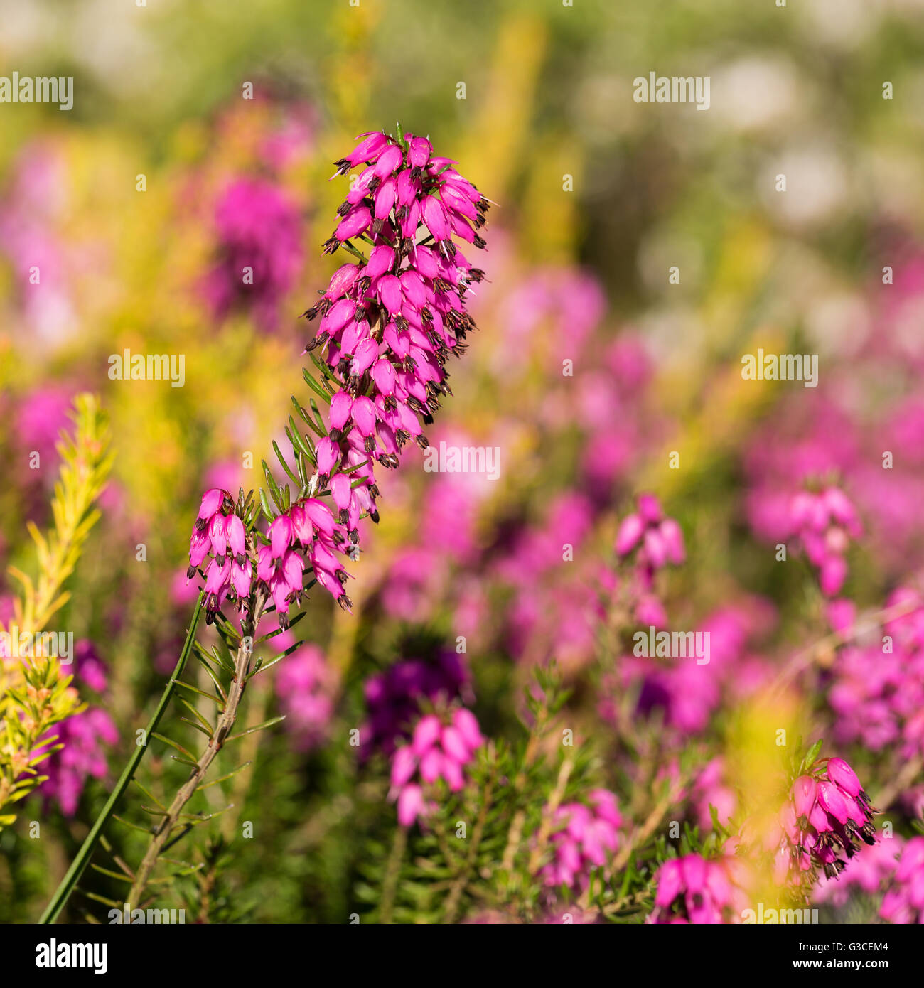 Erica carnea myretoun ruby hi-res stock photography and images - Alamy