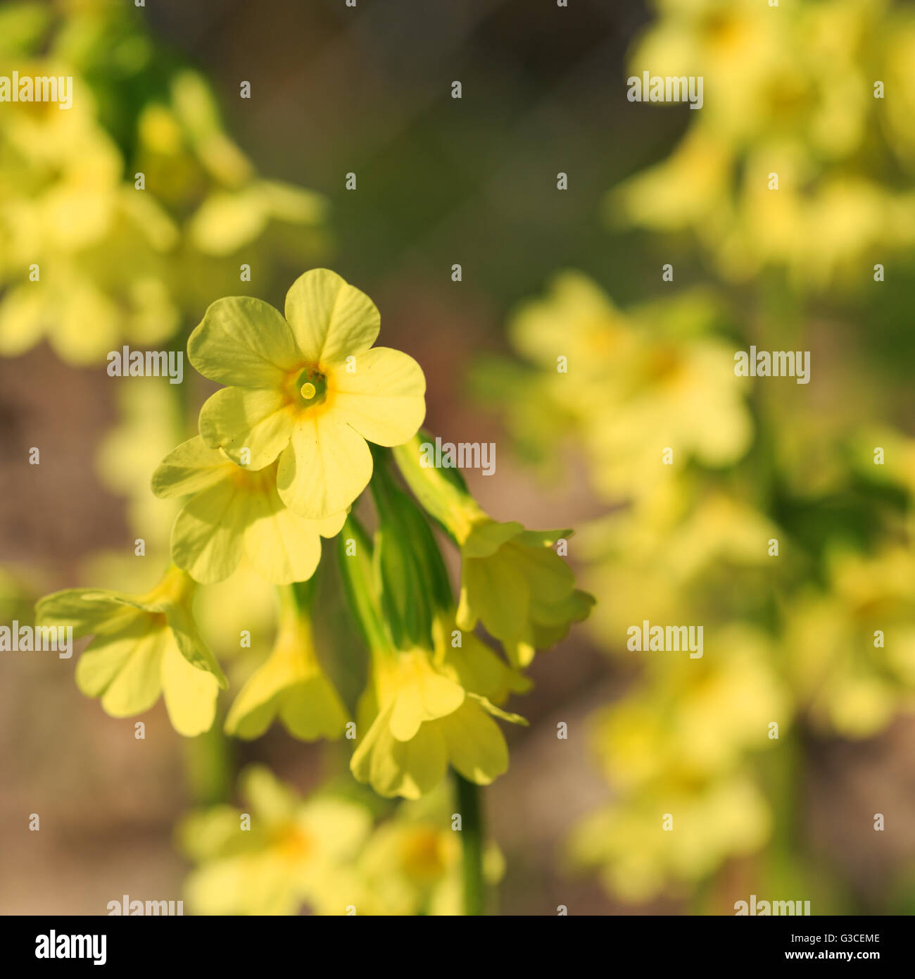 Yellow spring flowers, floral background Stock Photo - Alamy
