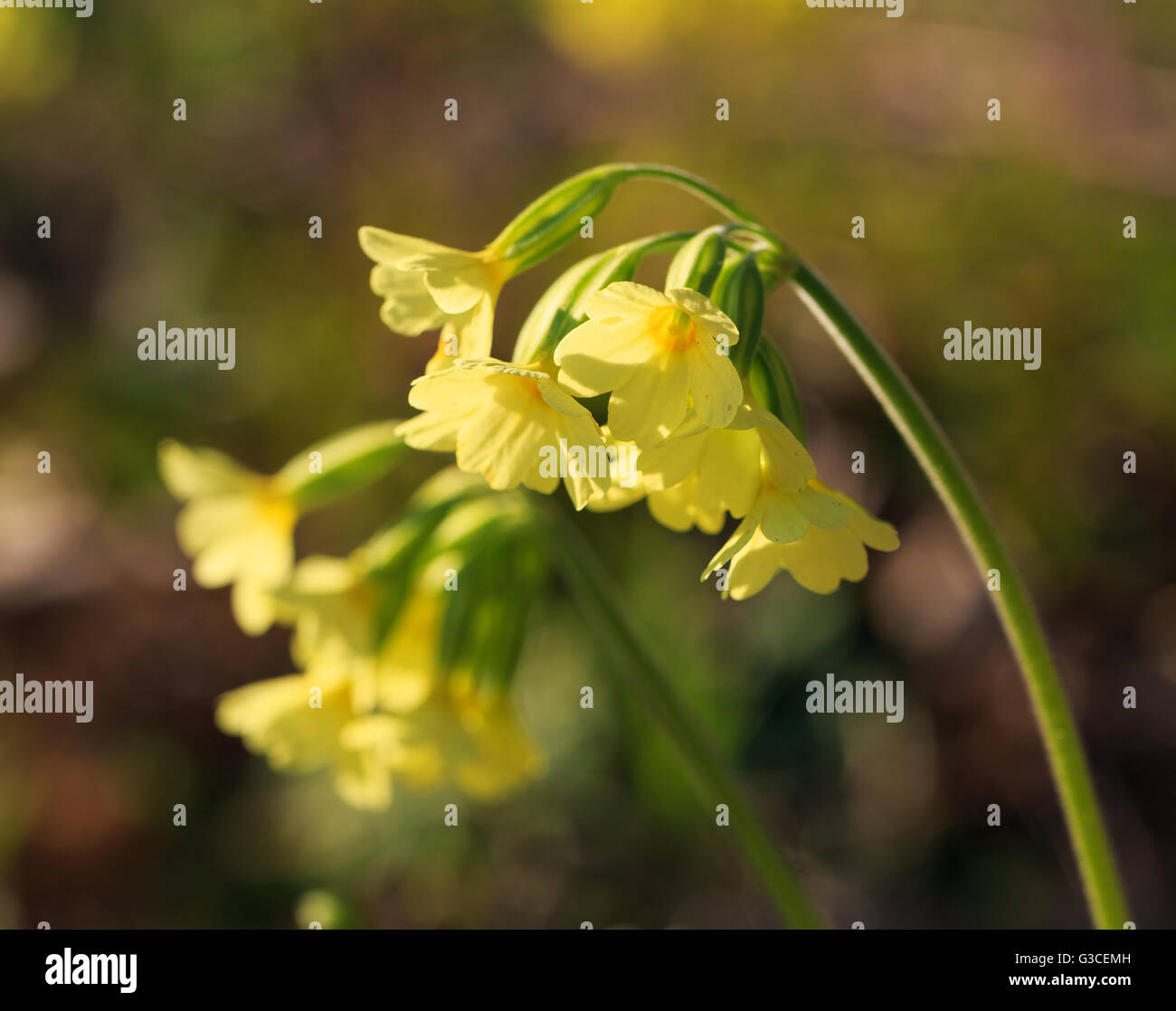 Yellow spring flowers, floral background Stock Photo - Alamy