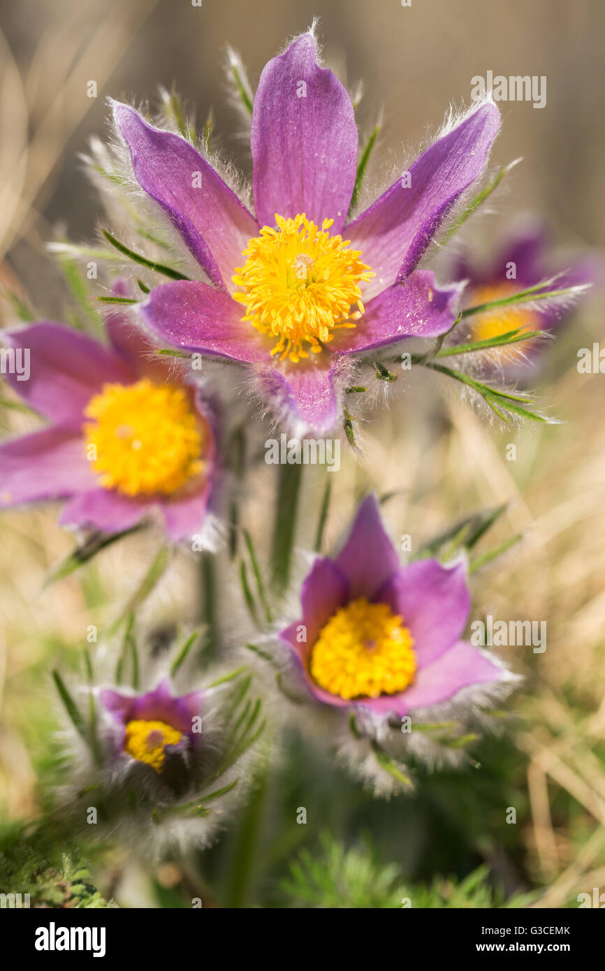 Beautiful spring wild flowers hi-res stock photography and images - Alamy