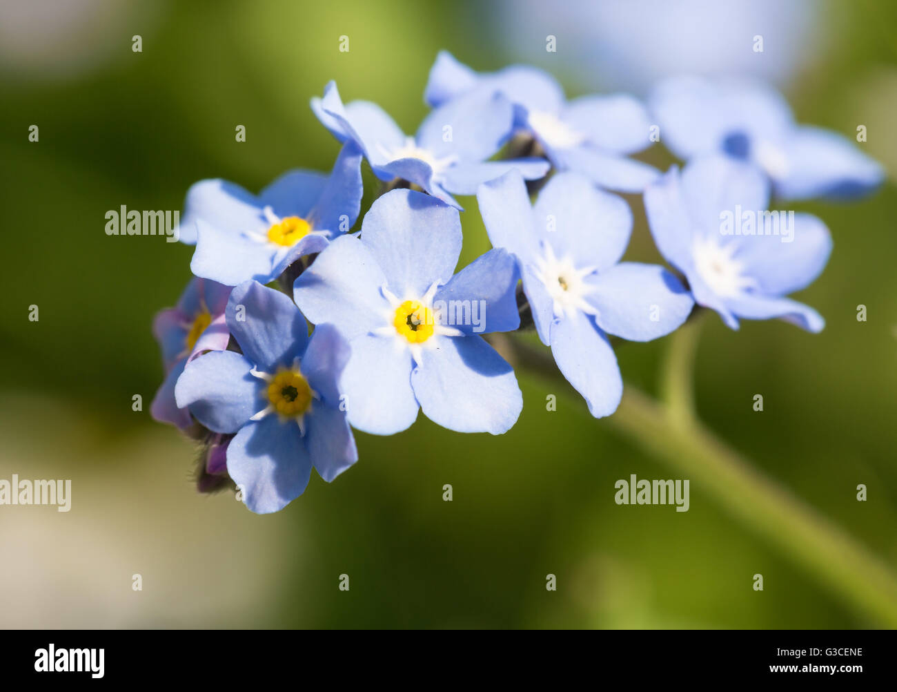 Beautiful spring nots,floral background,macro photography Stock Photo ...