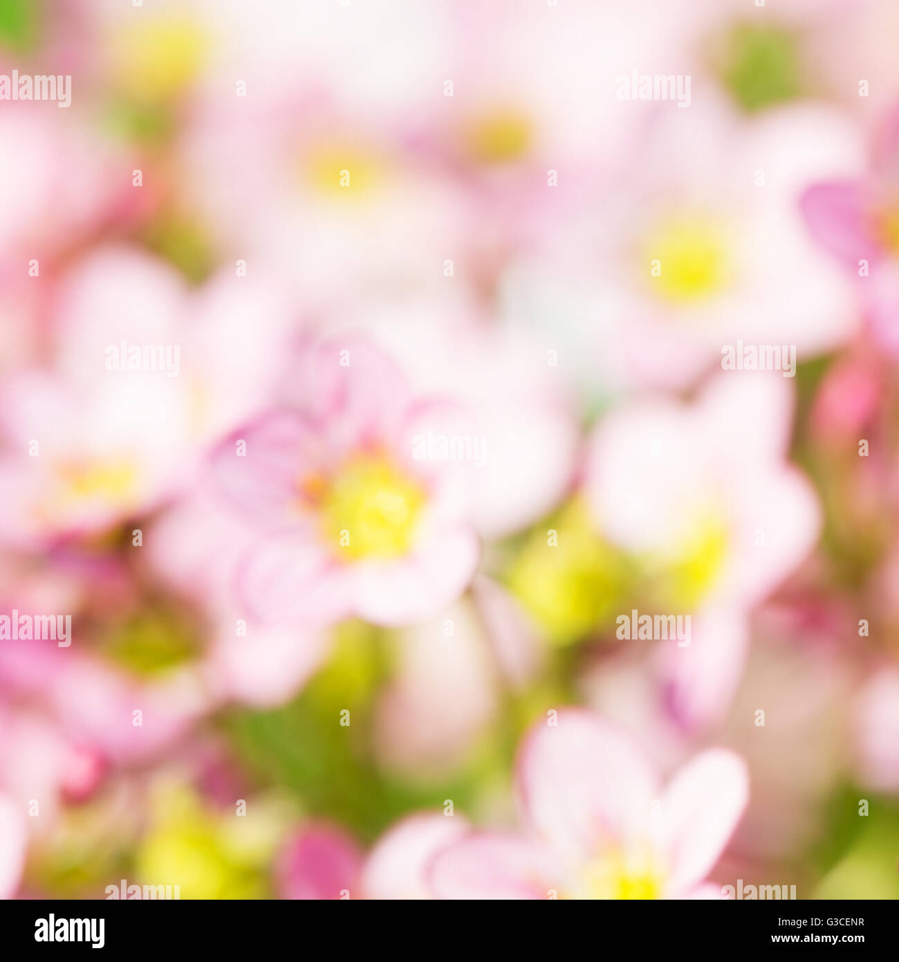Spring floral wallpaper hi-res stock photography and images - Alamy