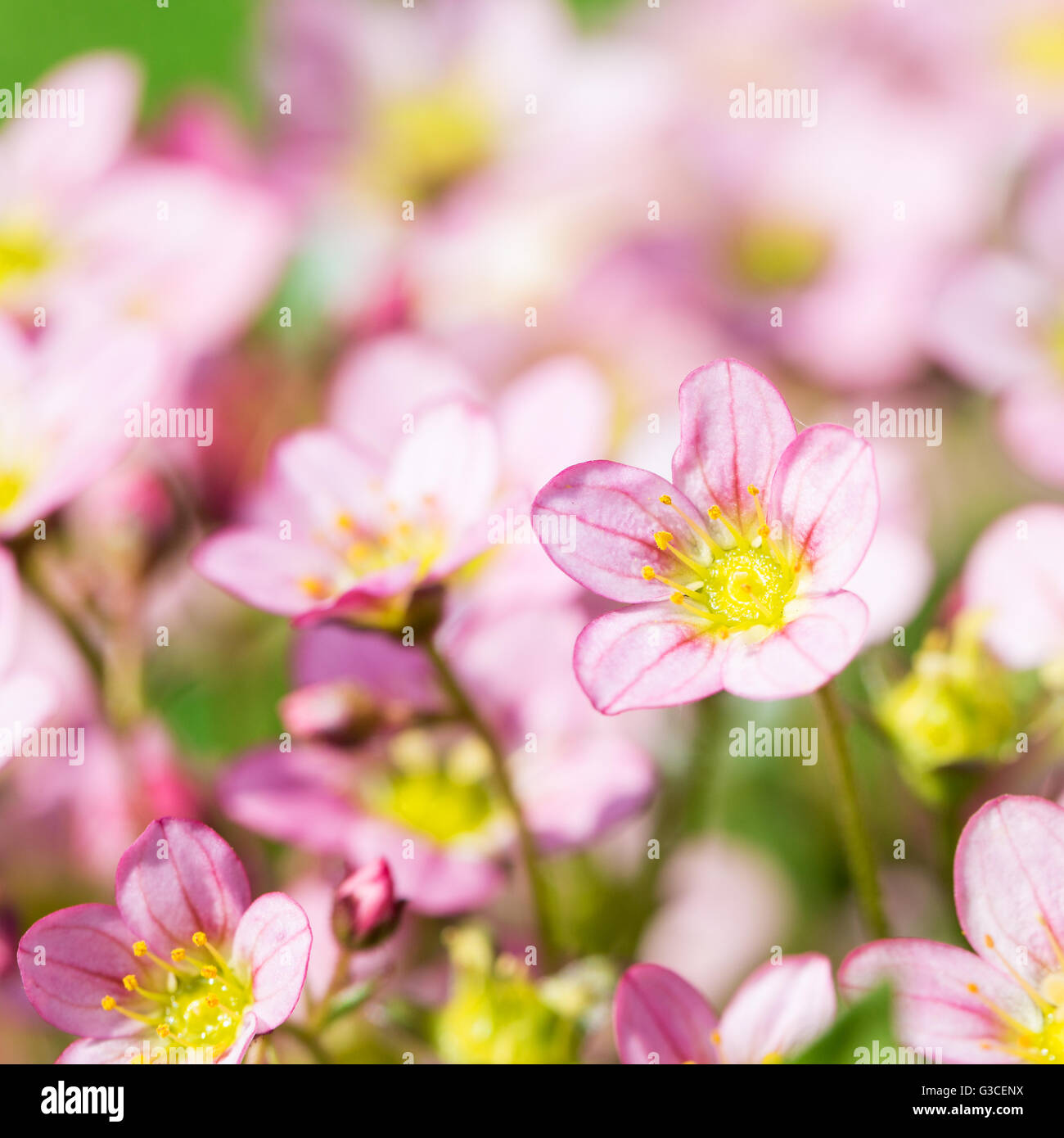 Beautiful spring flowers,floral background,macro photography Stock ...
