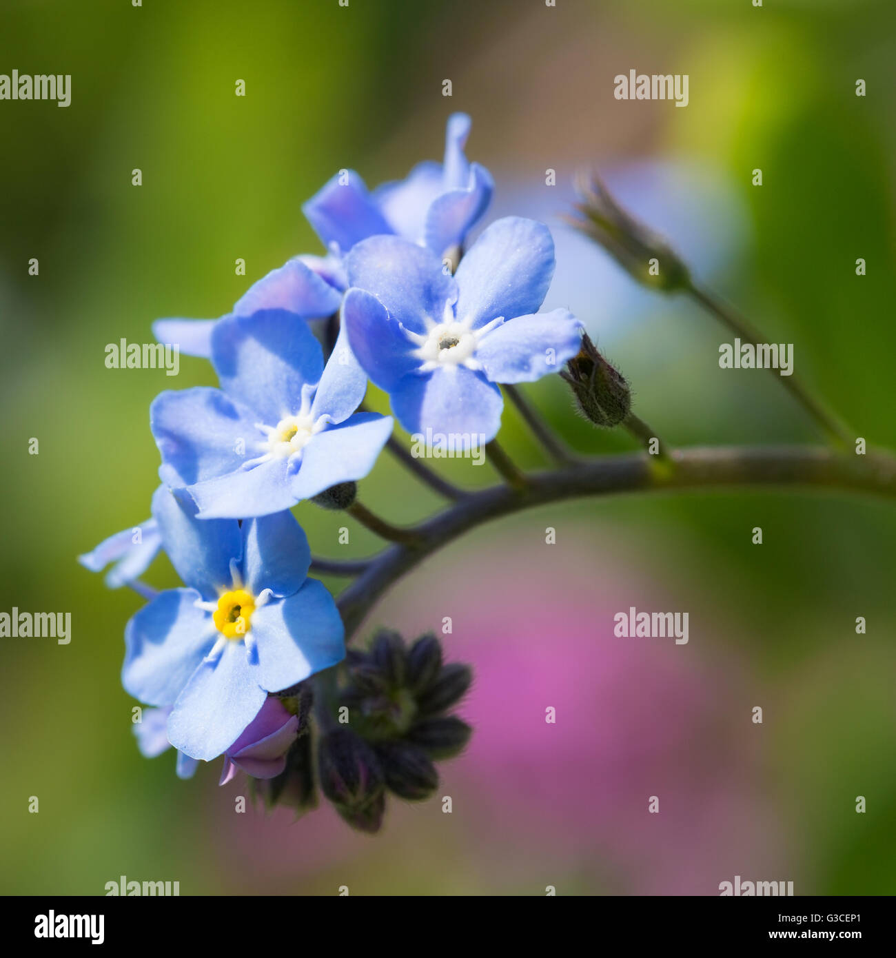Beautiful spring nots,floral background,macro photography Stock Photo ...