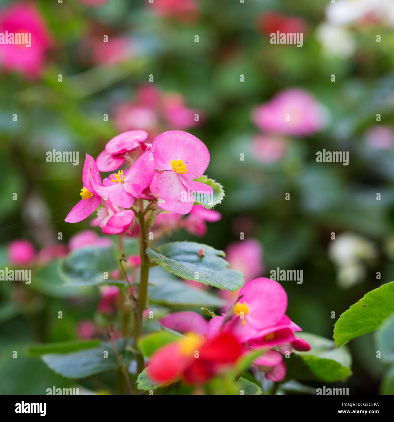 Pink flowers, floral background Stock Photo - Alamy