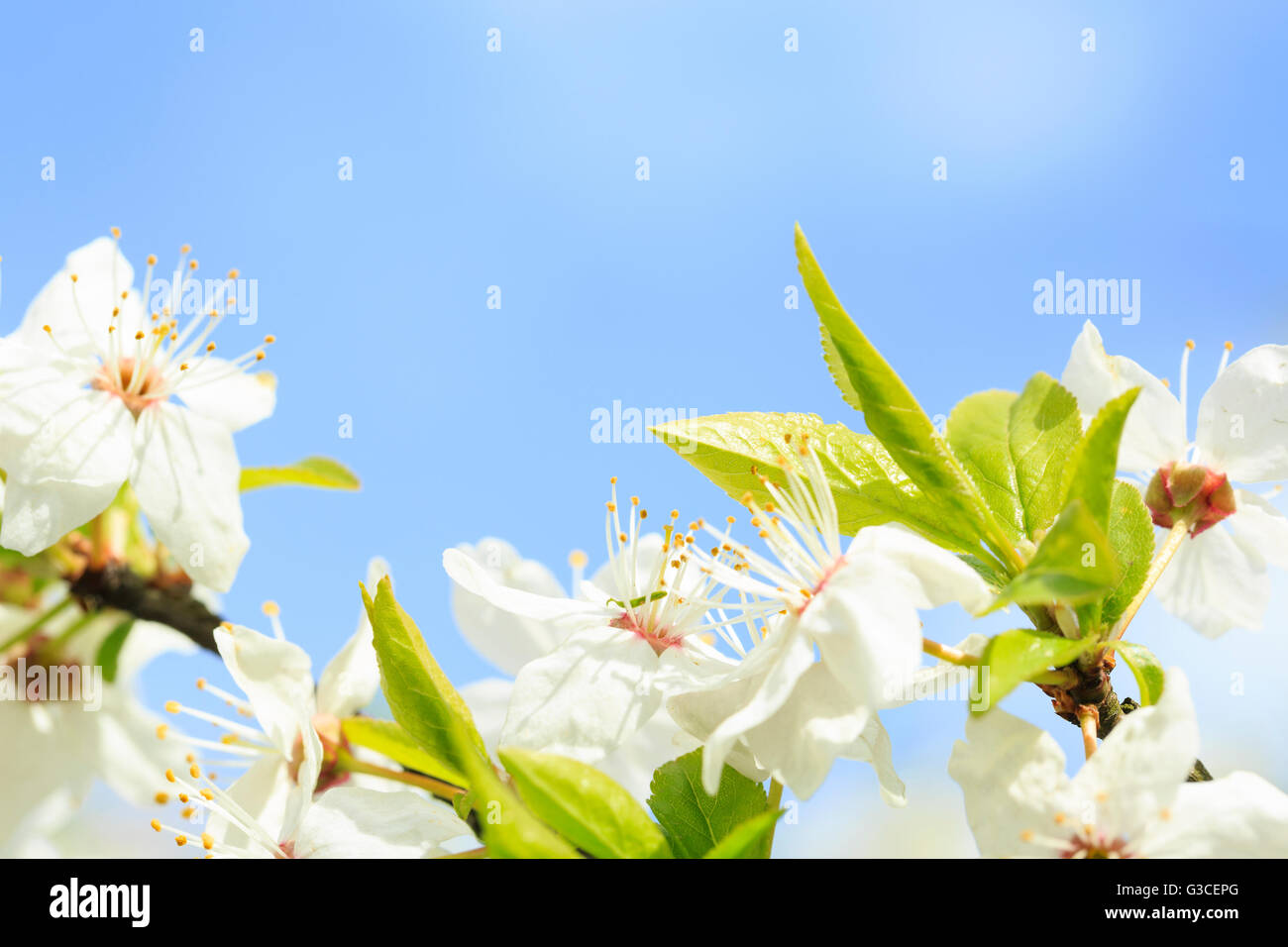 Beautiful spring flowers on a background of blue sky Stock Photo - Alamy