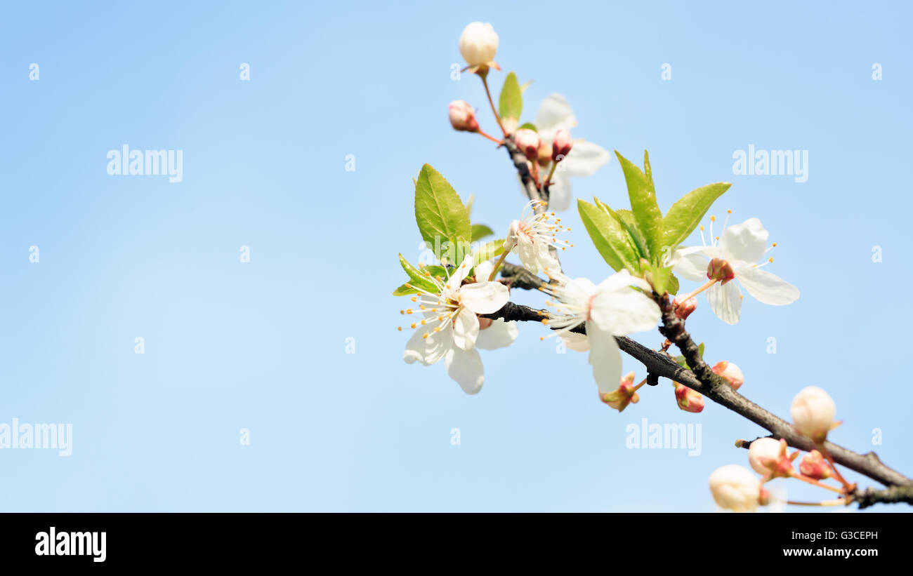 Flowers blooming mirabelle. Floral background,small depth of field ...