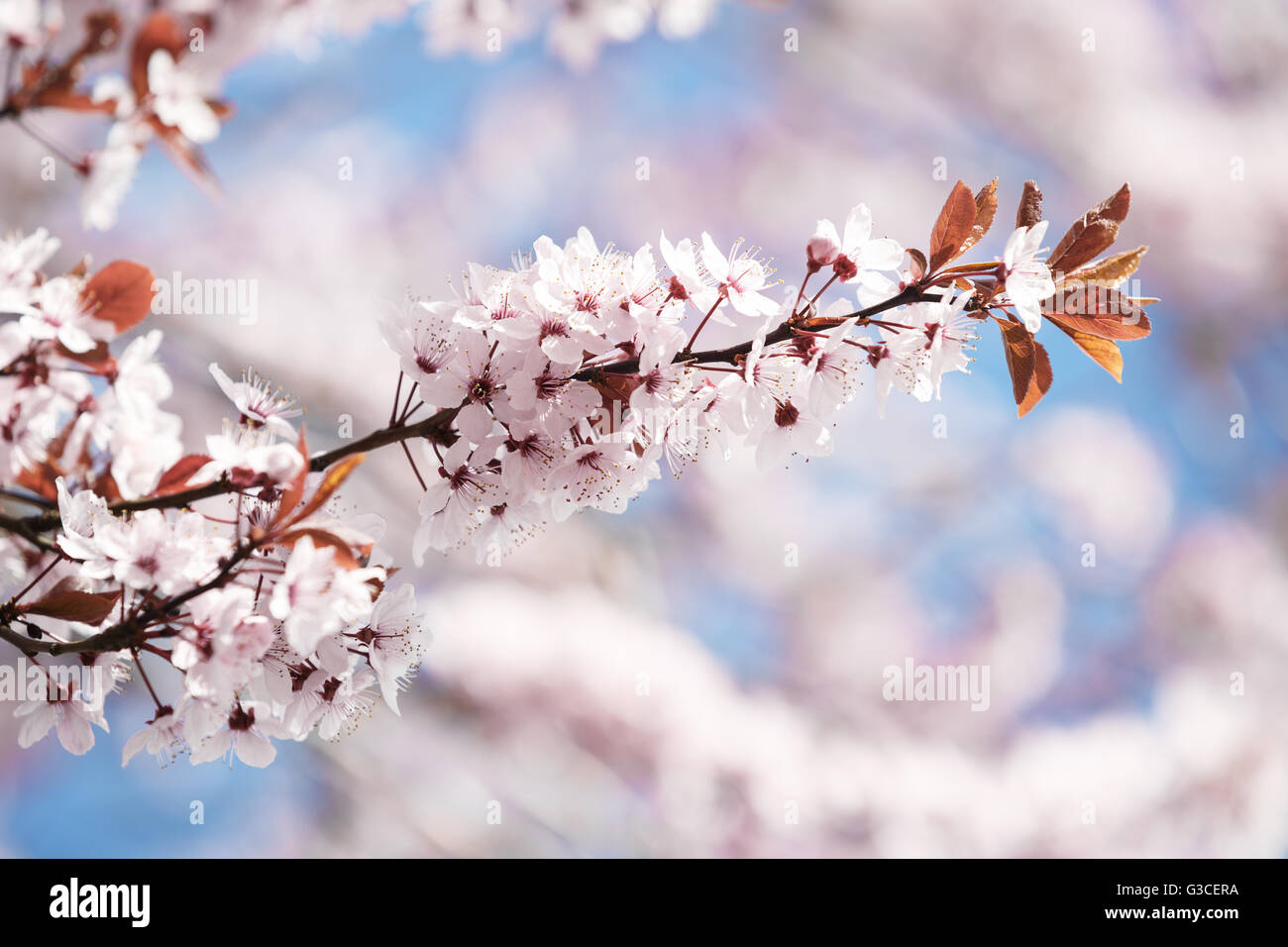 Blooming flowers. Floral background,small depth of field Stock Photo ...