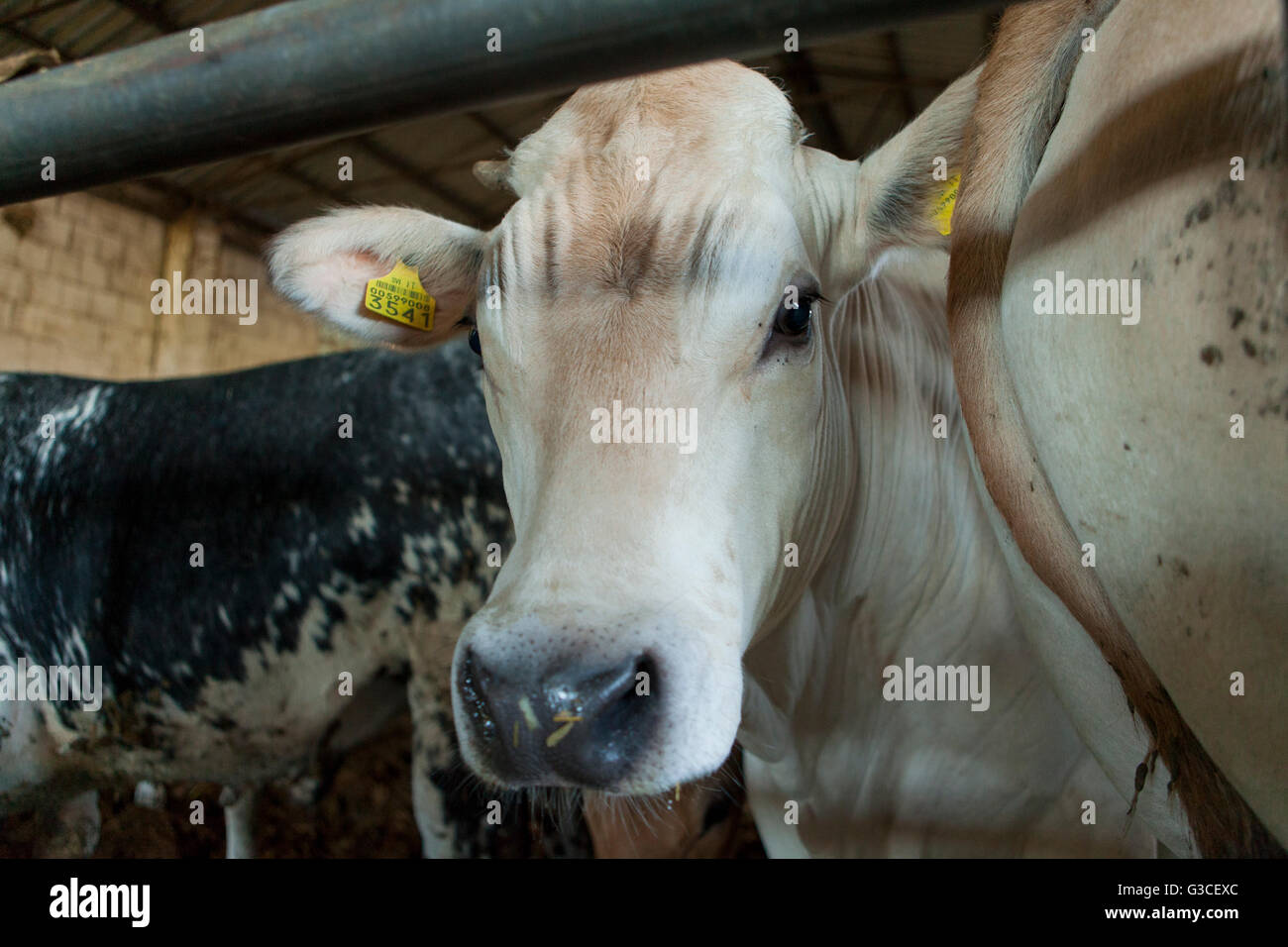 Tonco hi-res stock photography and images - Alamy