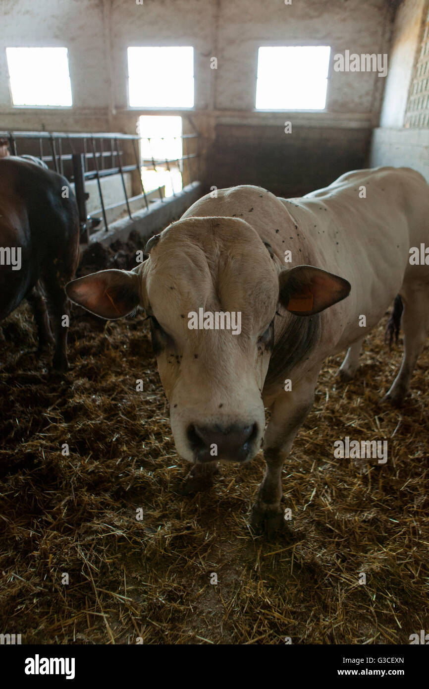 Tonco hi-res stock photography and images - Alamy