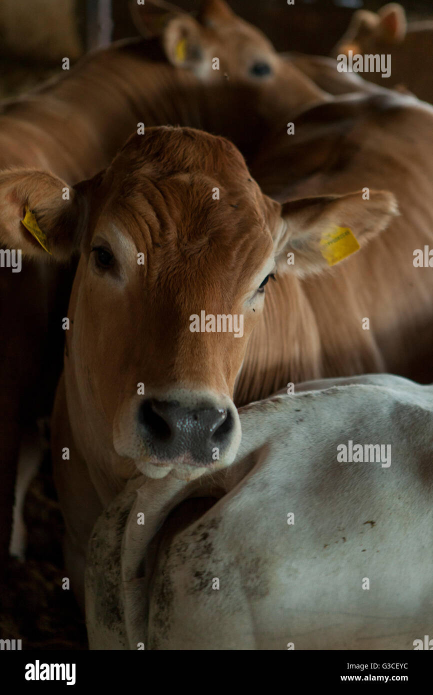 Tonco hi-res stock photography and images - Alamy