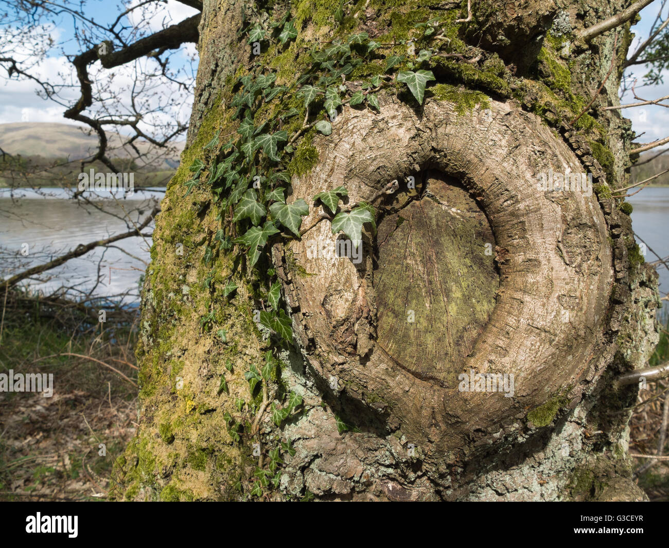 Ring tree hi-res stock photography and images - Alamy