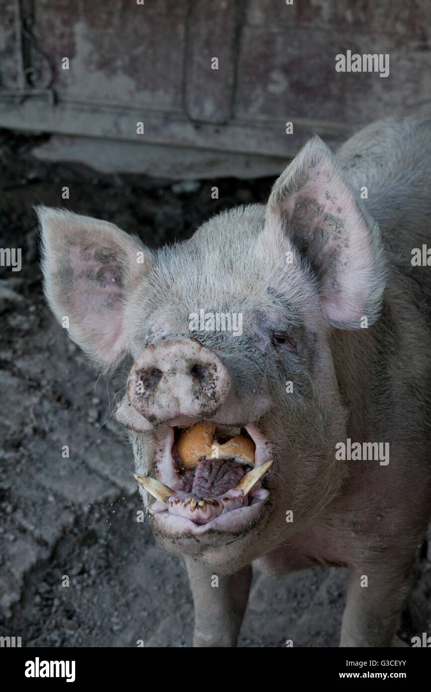 Pig jaws hi-res stock photography and images - Alamy