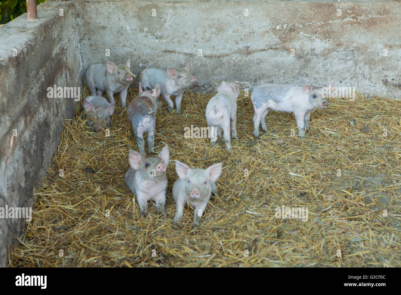 Tonco hi-res stock photography and images - Alamy