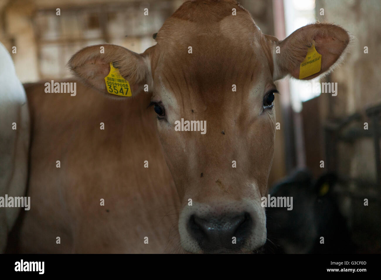 Tonco hi-res stock photography and images - Alamy