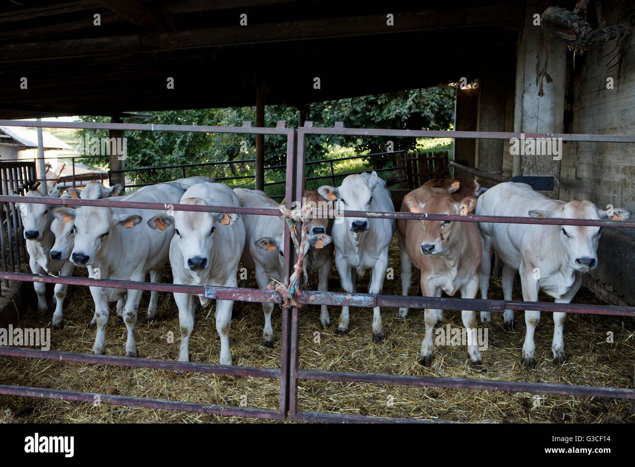 Tonco hi-res stock photography and images - Alamy