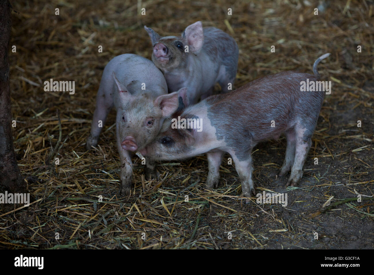 Tonco hi-res stock photography and images - Alamy