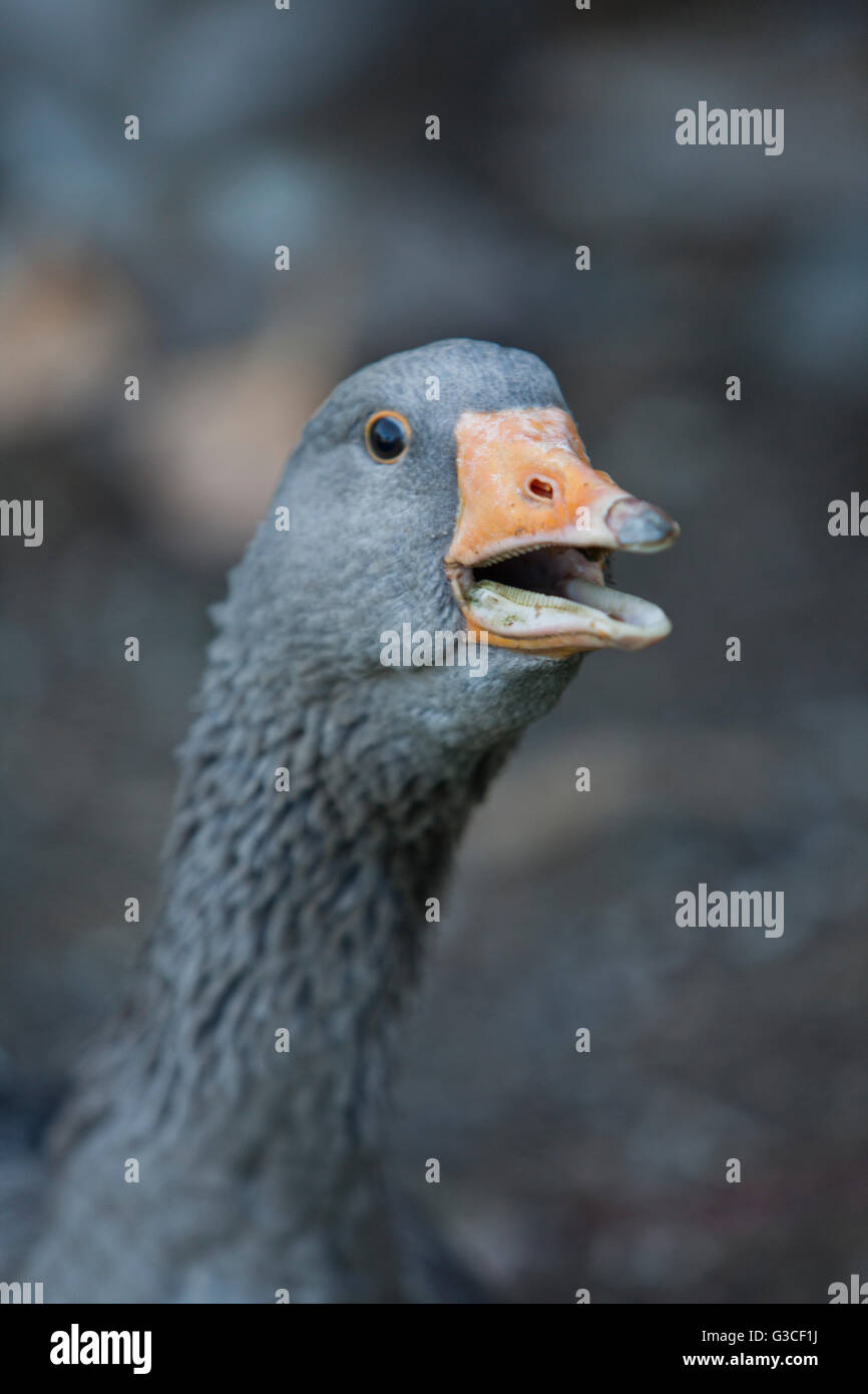Only goose hi-res stock photography and images - Alamy